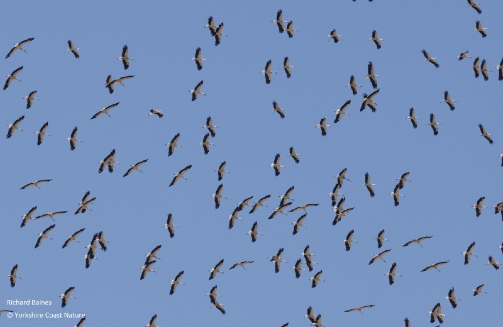 Tarifa Raptor Migration Spectacular August 2022 Part II - Yorkshire ...
