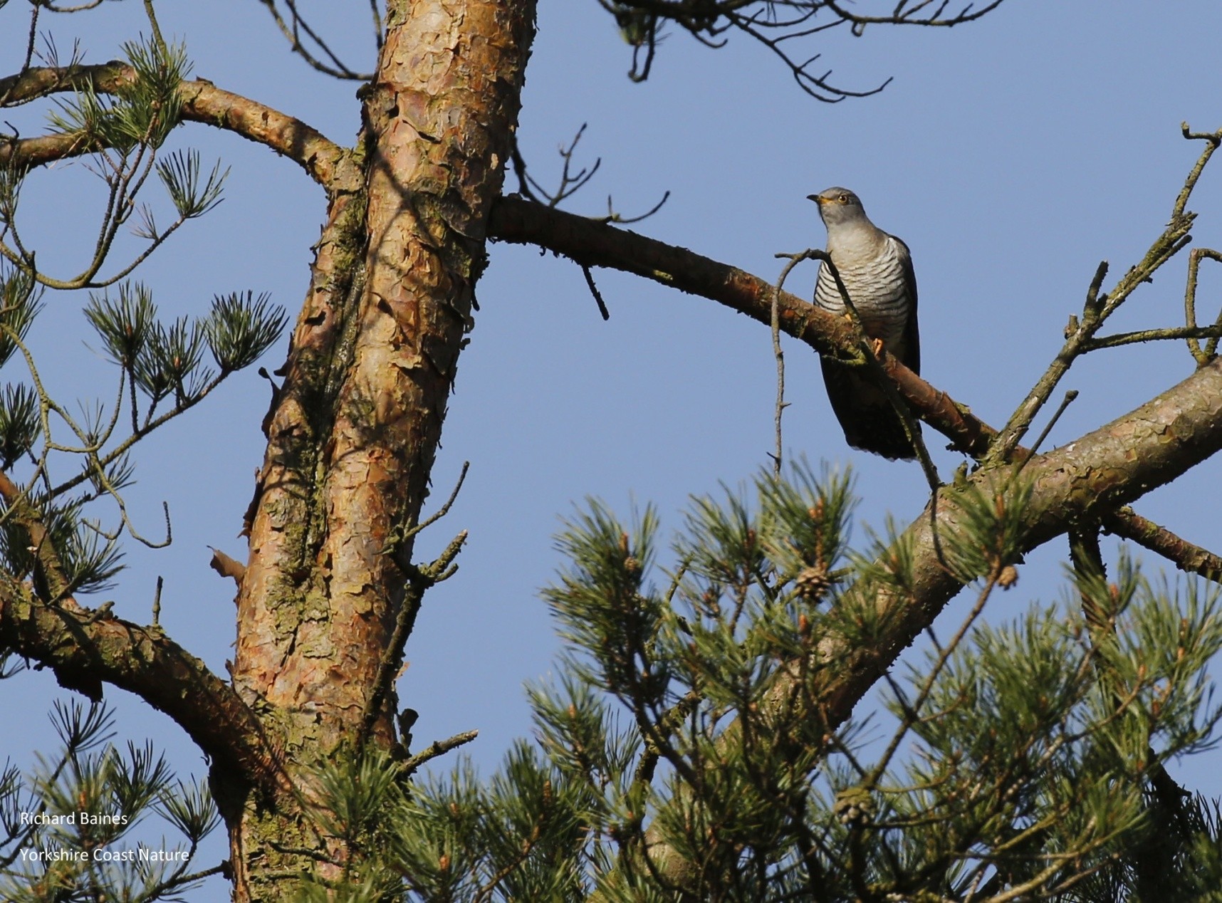 Birding The Cleveland Way – Osmotherley To Lordstones - Yorkshire Coast Nature