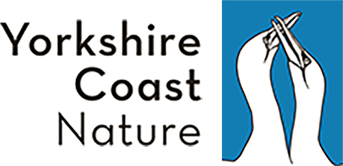 Spurn Migration Magic! - Yorkshire Coast Nature