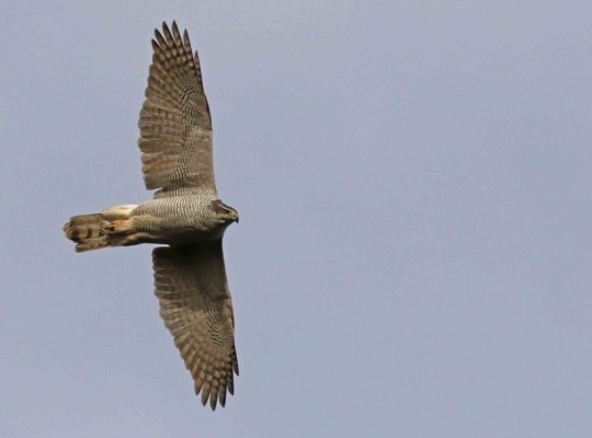 Wildlife & Birding - Yorkshire Coast Nature