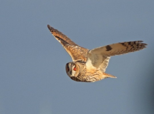 Wildlife & Birding - Yorkshire Coast Nature