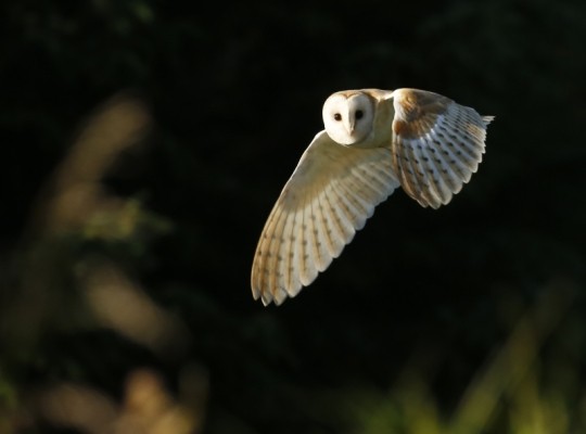 Wildlife & Birding - Yorkshire Coast Nature