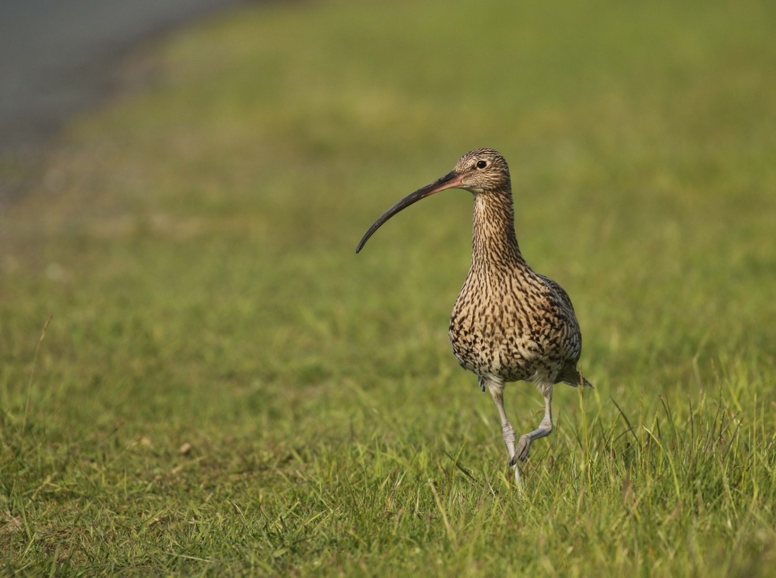 Yorkshire Coast Nature - Nature Tours, Workshops & Gallery