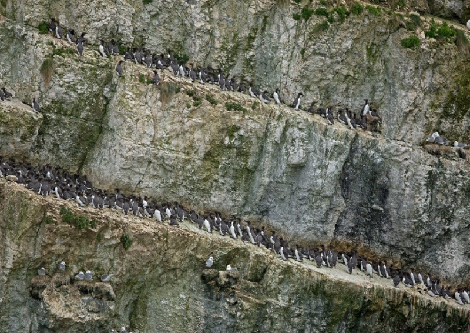 Bempton Cliffs - Seabird City - Yorkshire Coast Nature