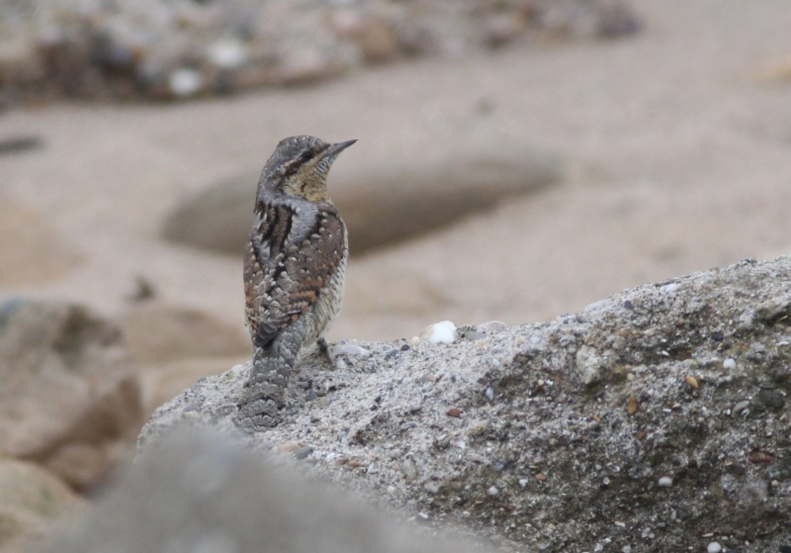 YCN At The Spurn Migration Festival - Yorkshire Coast Nature