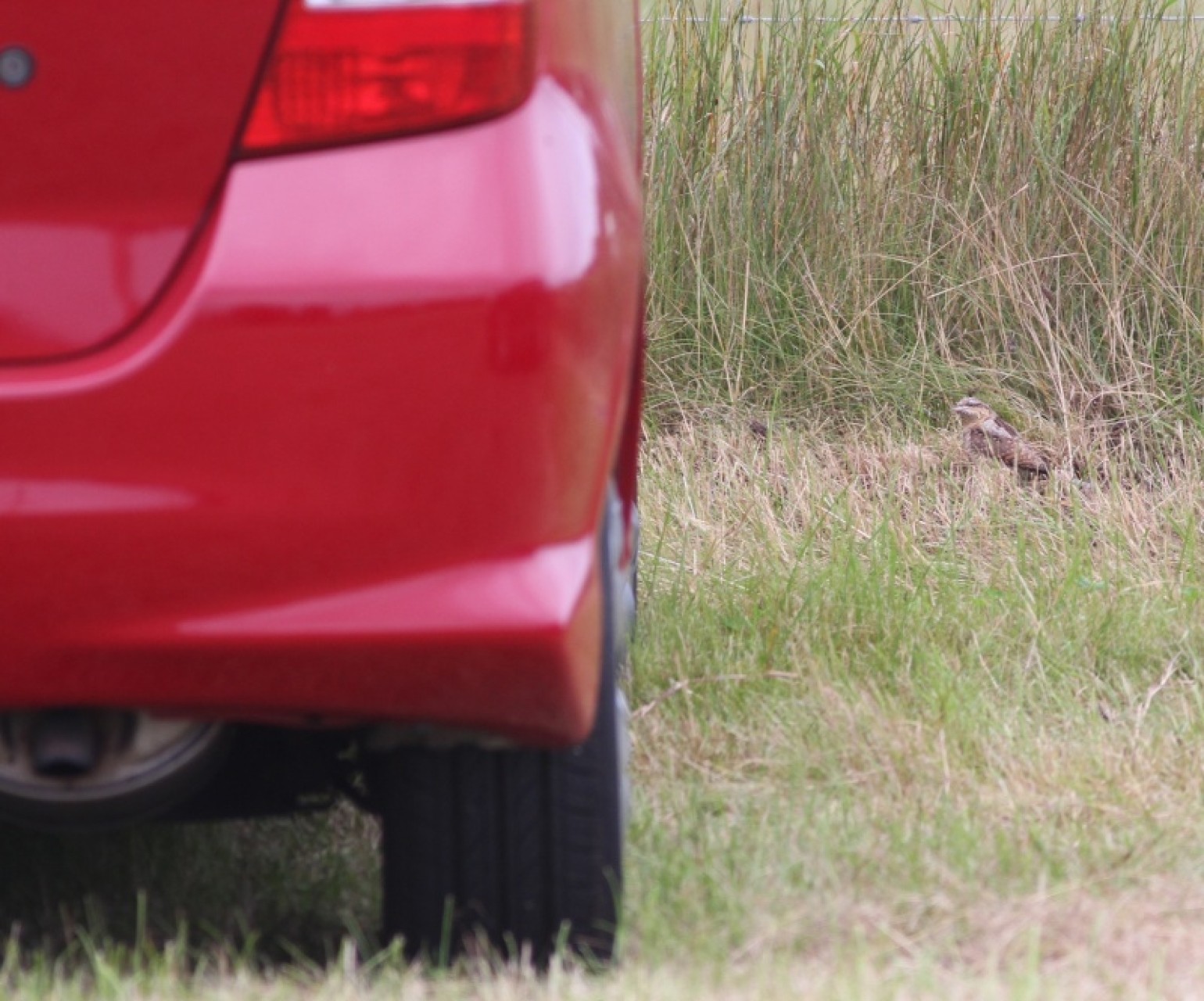 YCN At The Spurn Migration Festival - Yorkshire Coast Nature