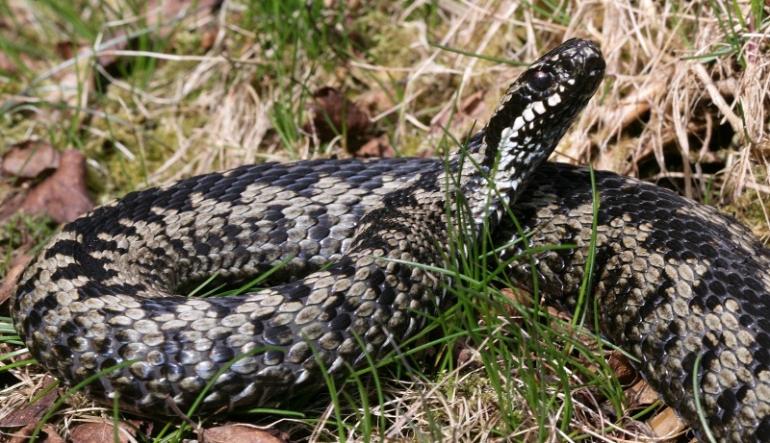 Snakes On A Plate - Yorkshire Coast Nature
