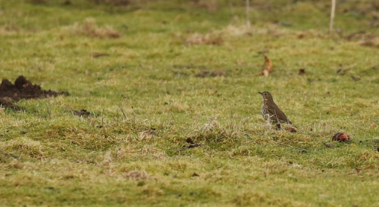 Dark Crone Of The Woods - Yorkshire Coast Nature