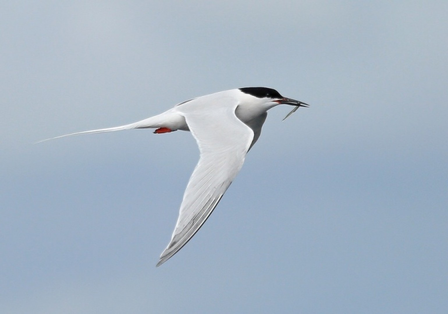 Great News For Rosy Terns - Yorkshire Coast Nature