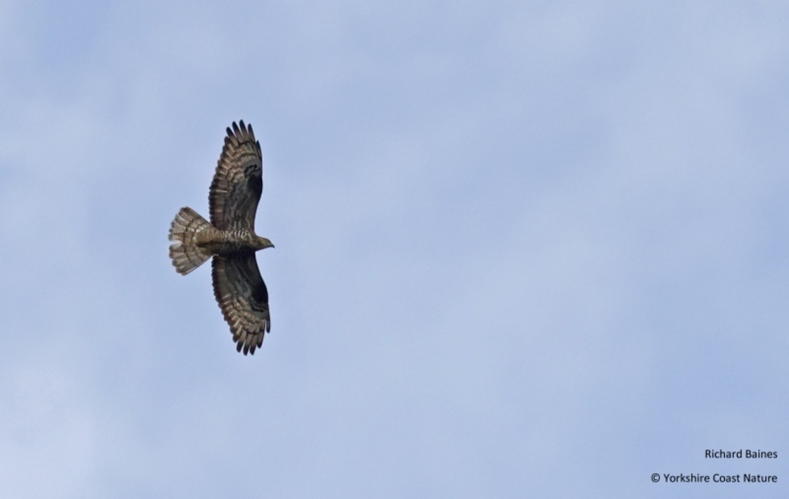 Birding Discovery Days – Highlights Of The Year 2022 - Yorkshire Coast ...