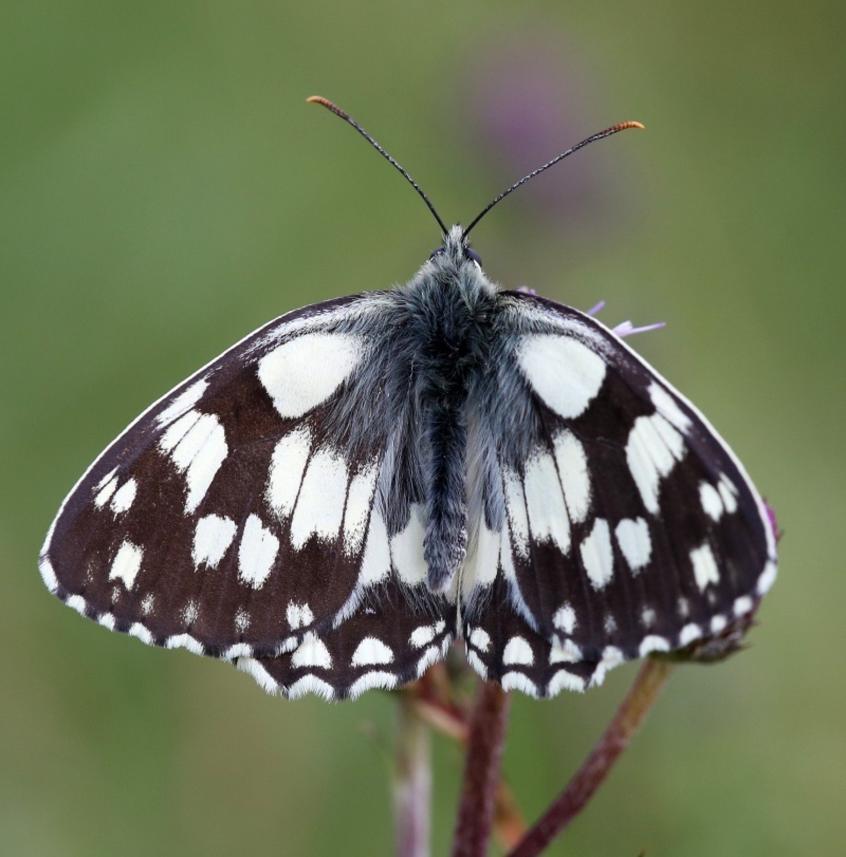 Species In The Spotlight: Marbled White - Yorkshire Coast Nature