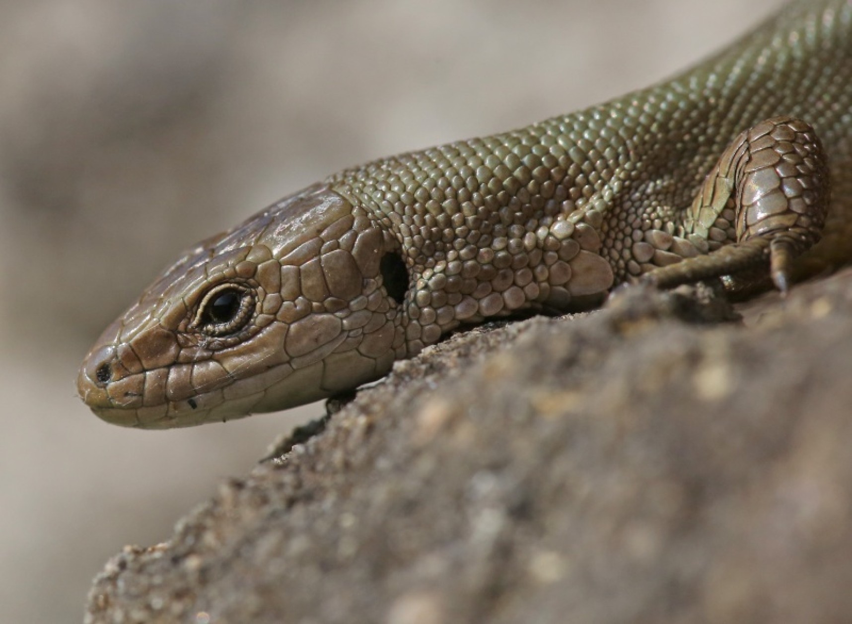 Species In The Spotlight: Common Lizard - The Monomorphic Polymorph ...