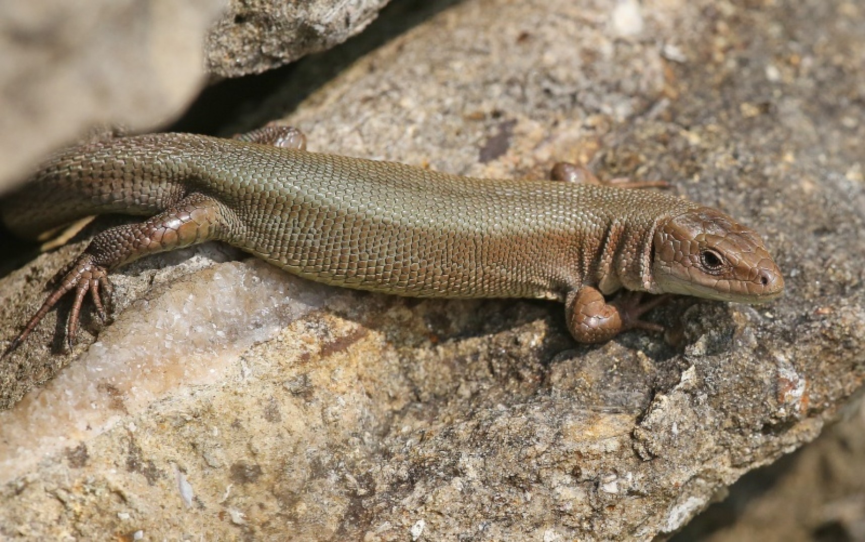 Species In The Spotlight: Common Lizard - The Monomorphic Polymorph ...