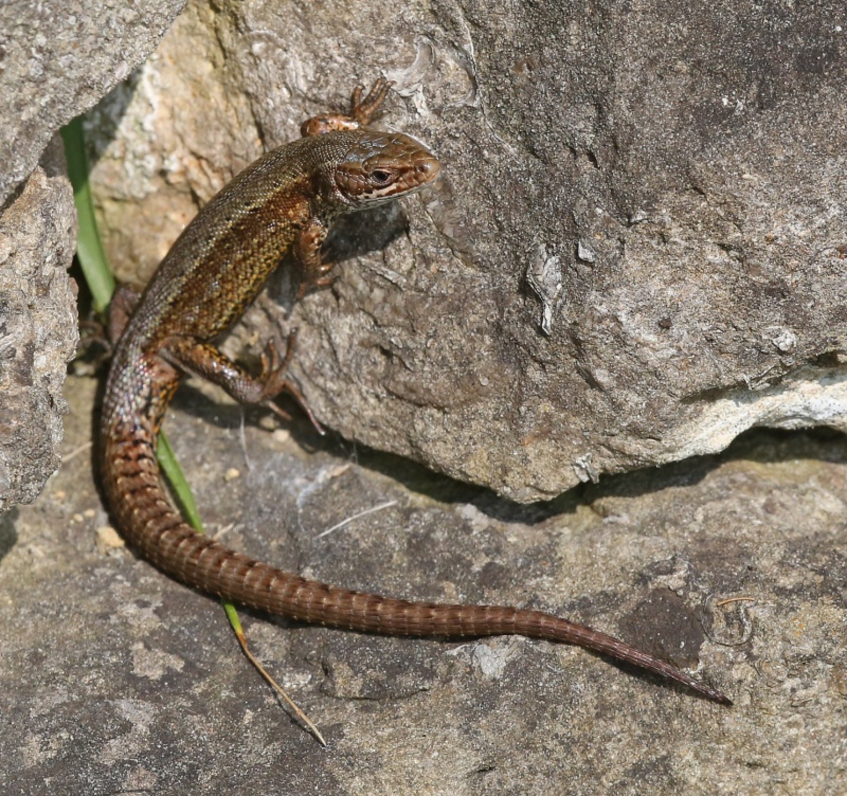 Species In The Spotlight: Common Lizard - The Monomorphic Polymorph ...