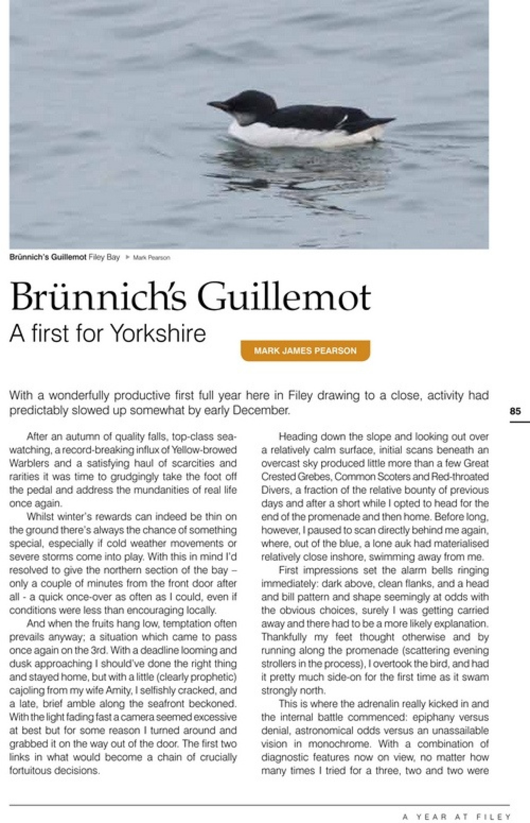 Wold Ecology And Yorkshire Coast Nature Supporting Filey Bird ...