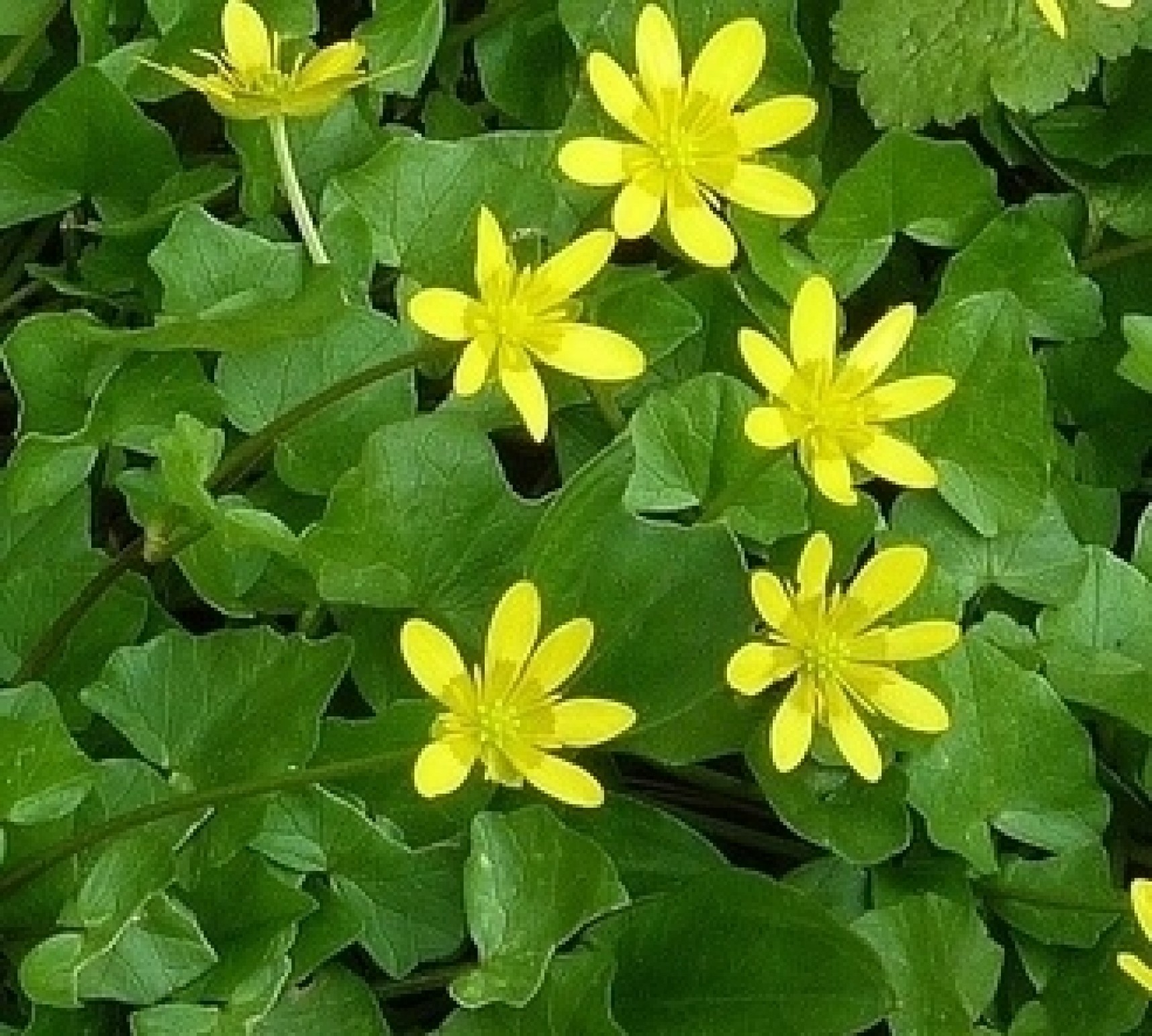 What To Look Out For - March - Yorkshire Coast Nature