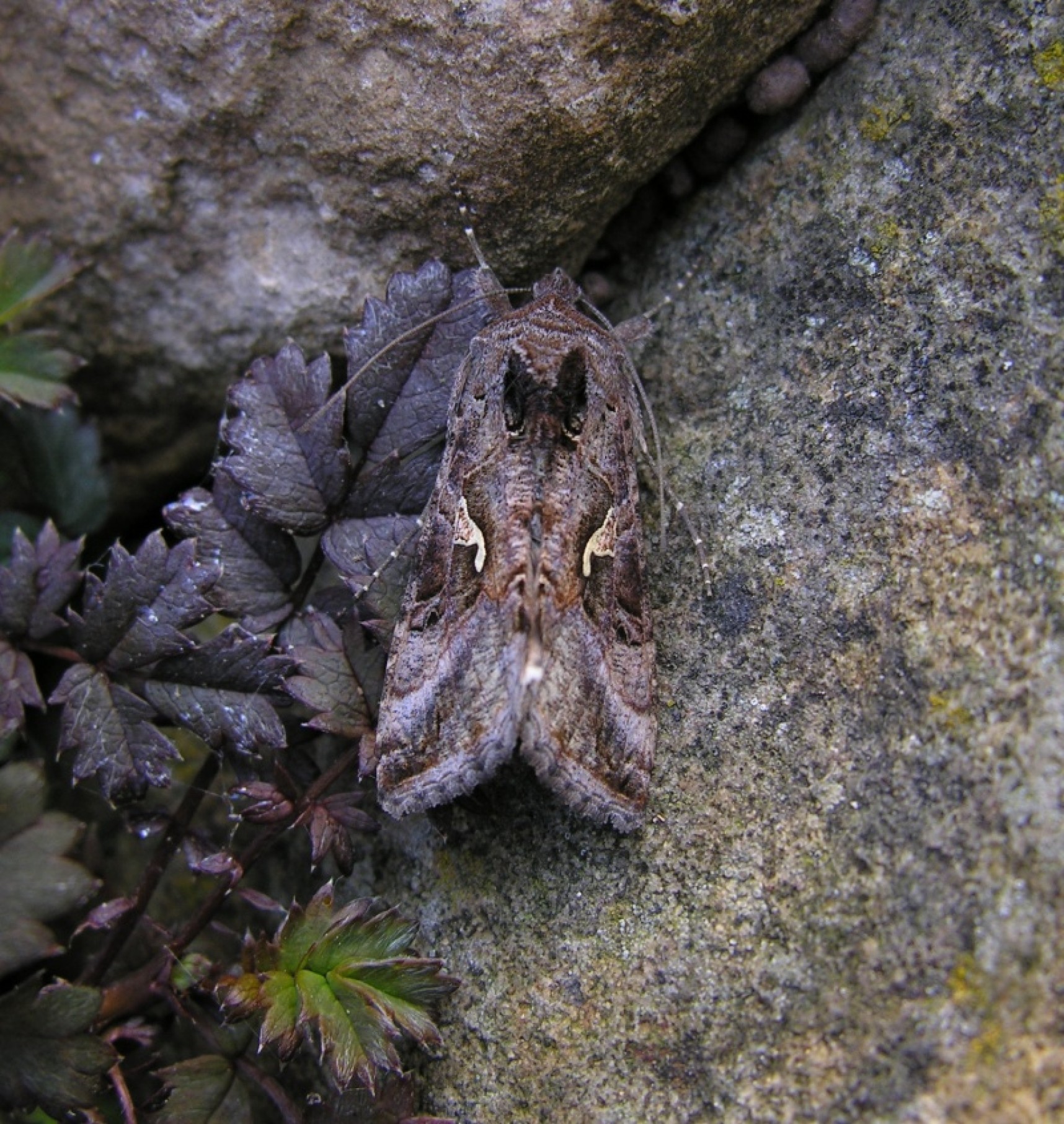What To Look Out For - July - Yorkshire Coast Nature
