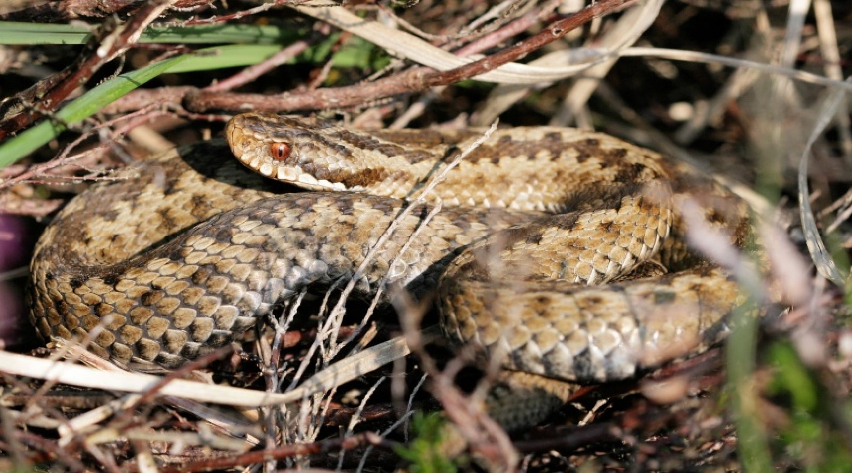 Snakes On A Plate - Yorkshire Coast Nature