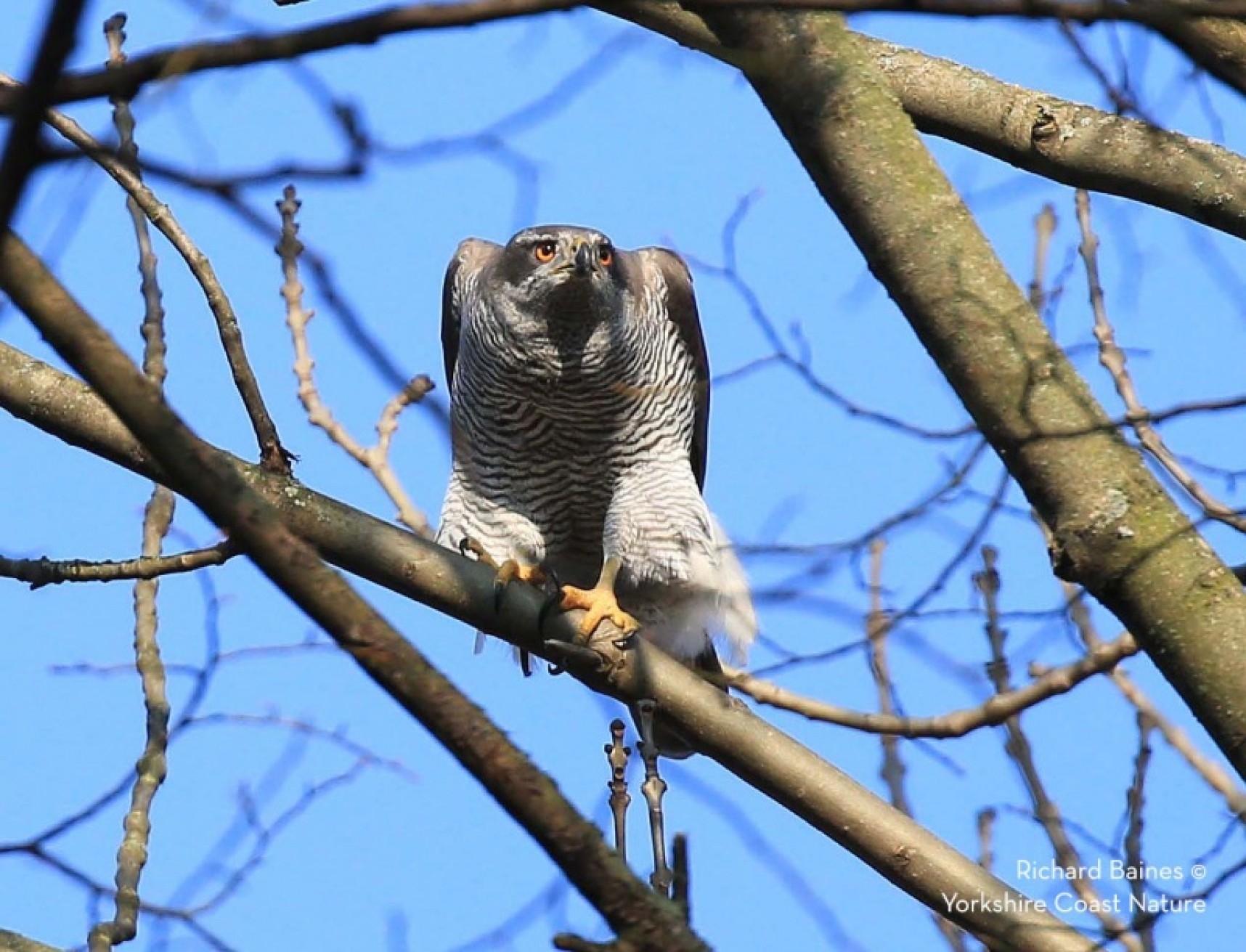 High Rise Habicht. The Goshawks Of Berlin Part I - February 2018 ...