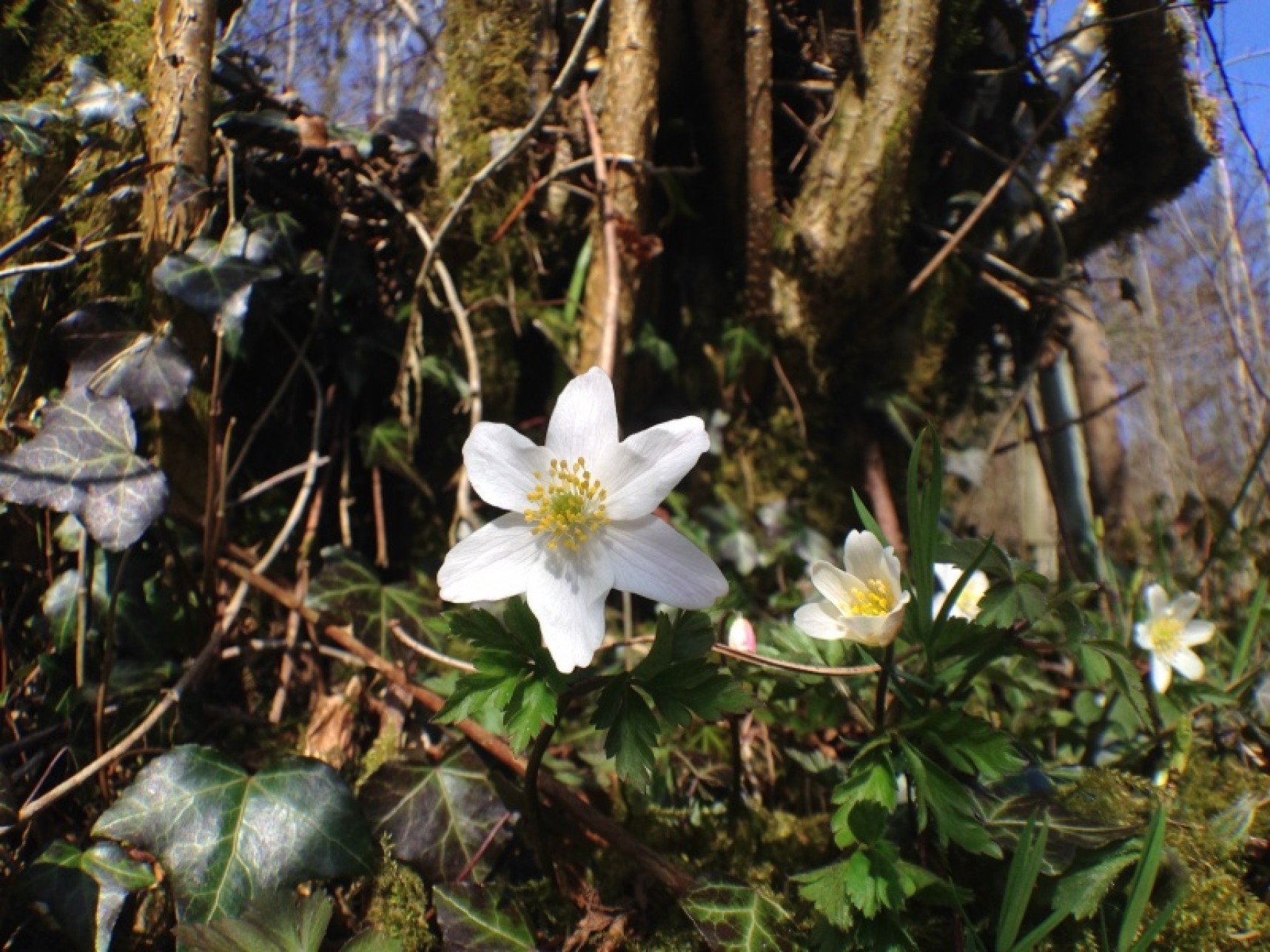 What To Look Out For - Flowers In March - Yorkshire Coast Nature