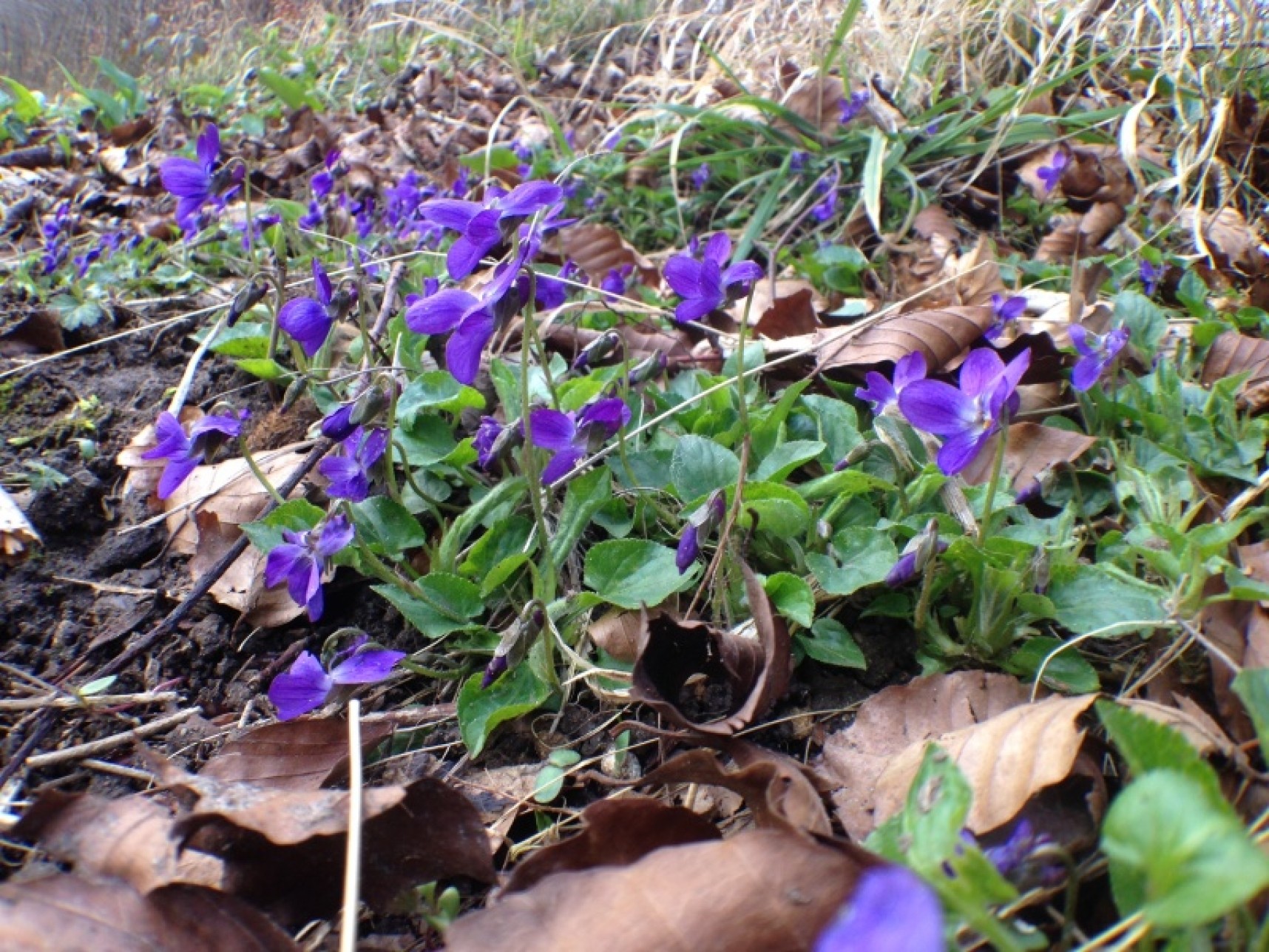 What To Look Out For - Flowers In March - Yorkshire Coast Nature