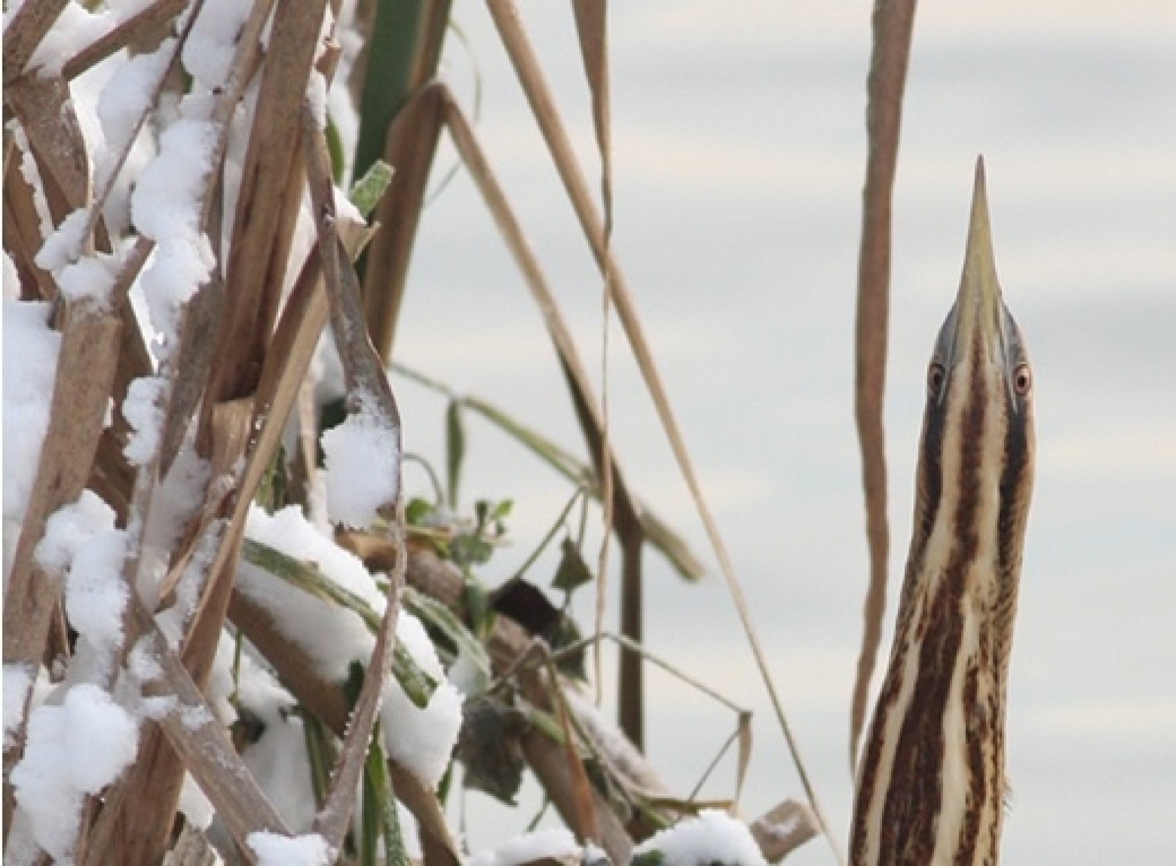 Birding In Bed – A Year In Nocmig - Yorkshire Coast Nature