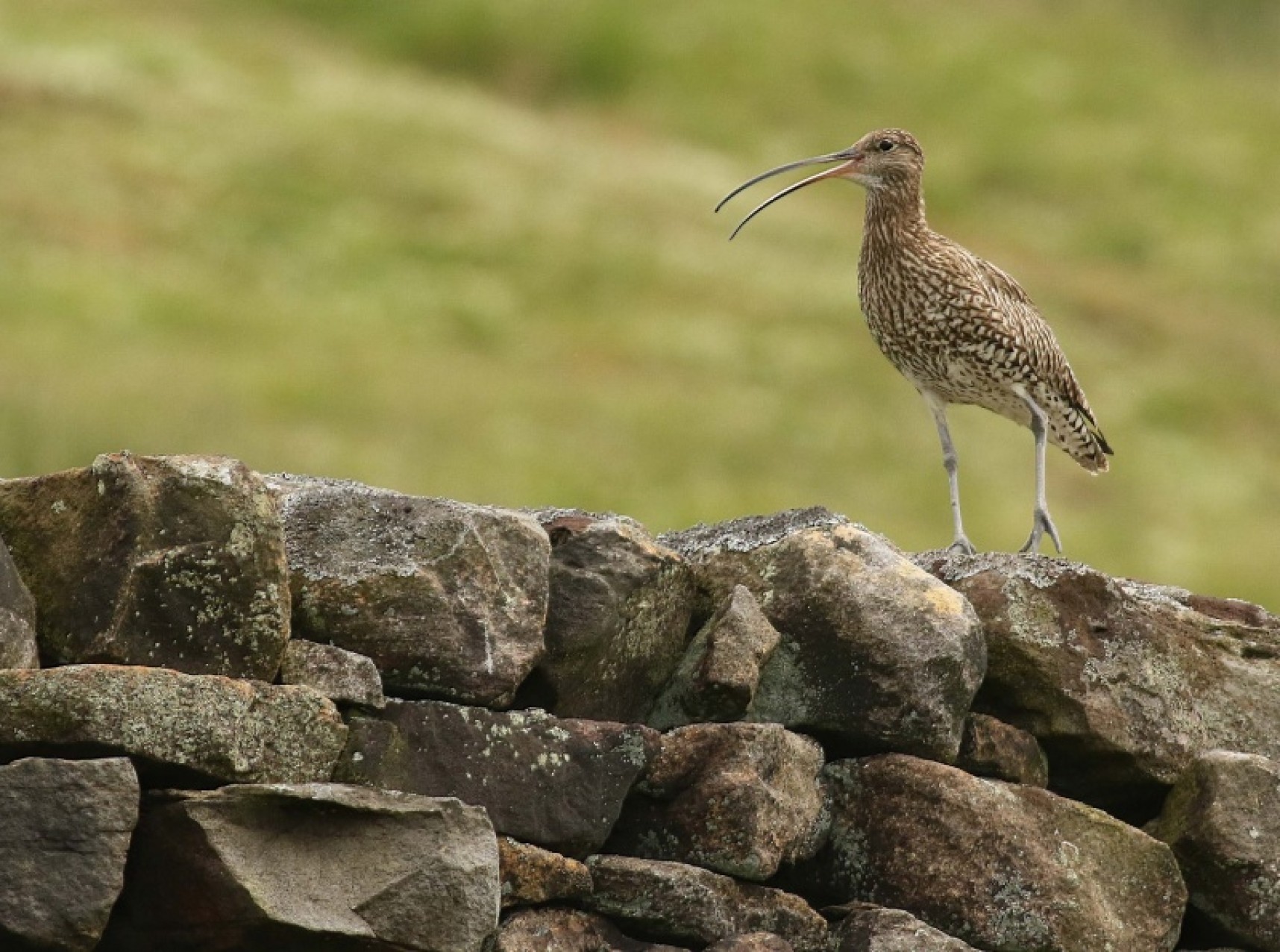 Time And Space For Curlews - Yorkshire Coast Nature