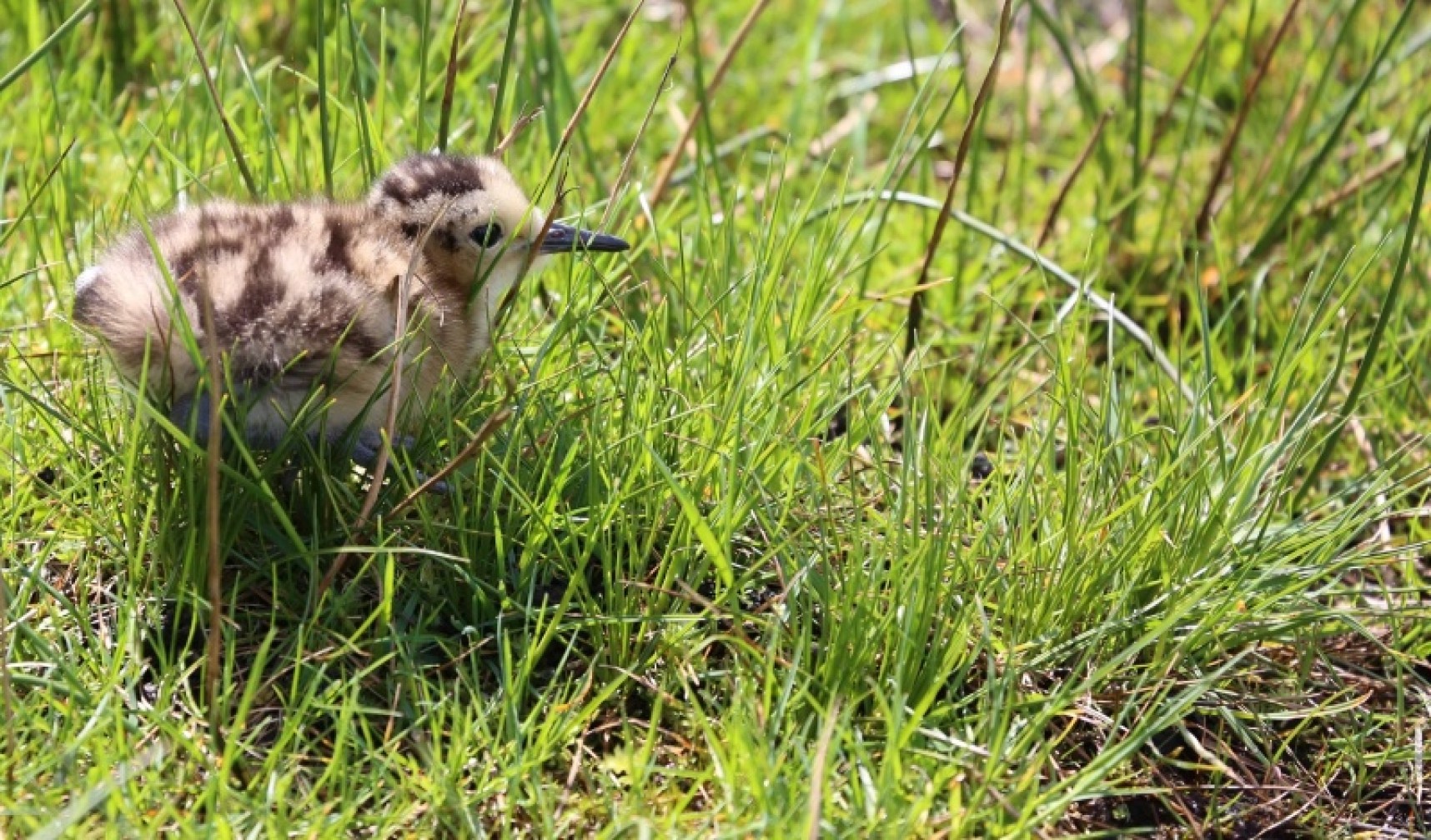 Time And Space For Curlews - Yorkshire Coast Nature
