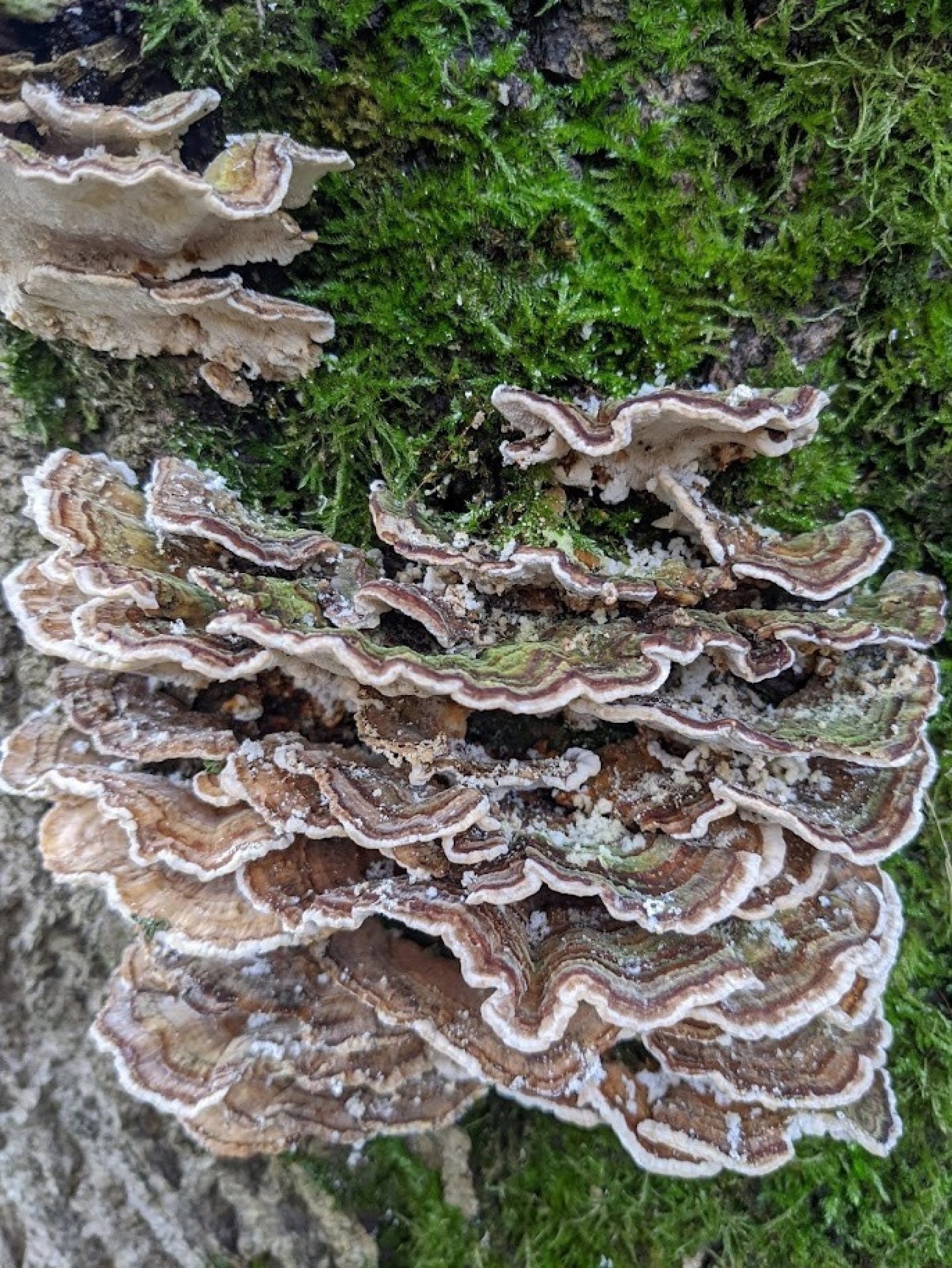 Wonderful Winter Mushrooms - Yorkshire Coast Nature