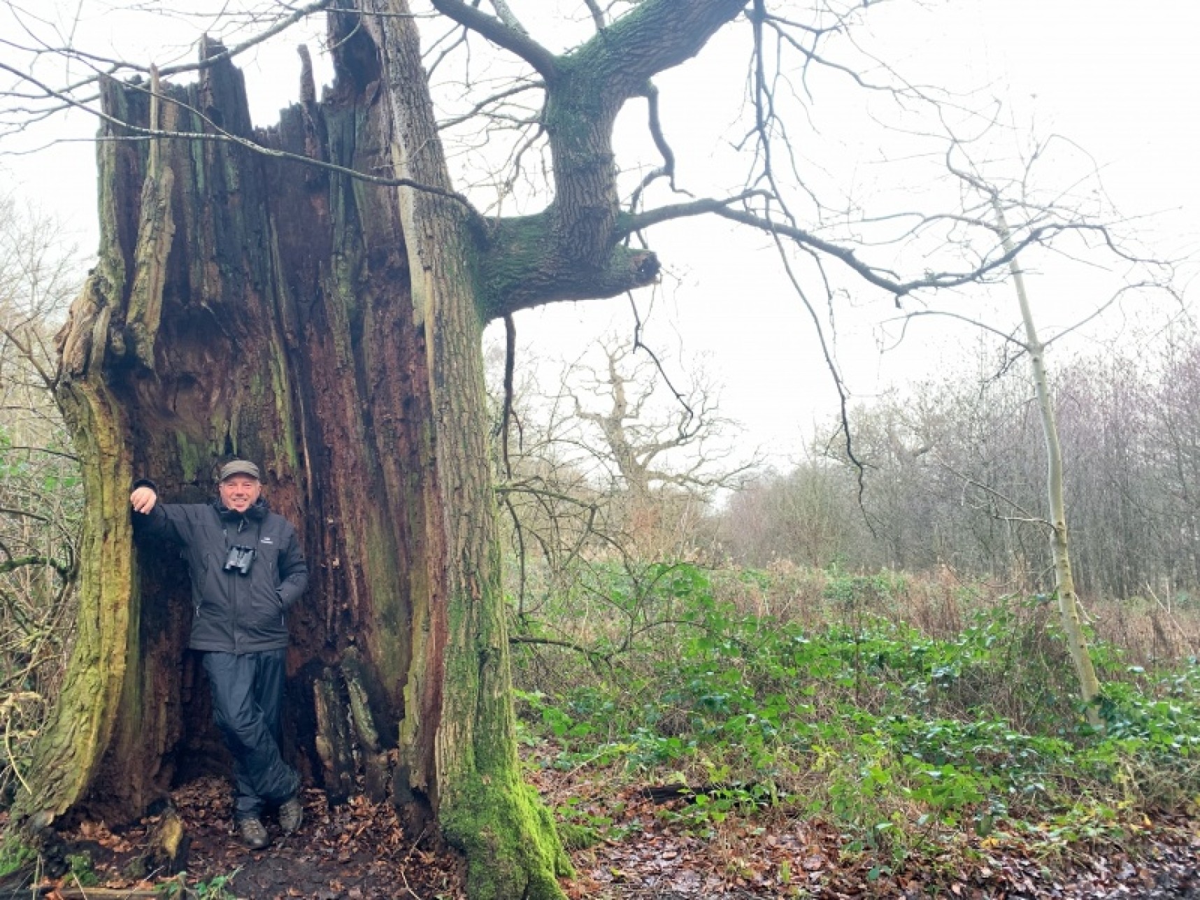 The Hollow Oak - Yorkshire Coast Nature