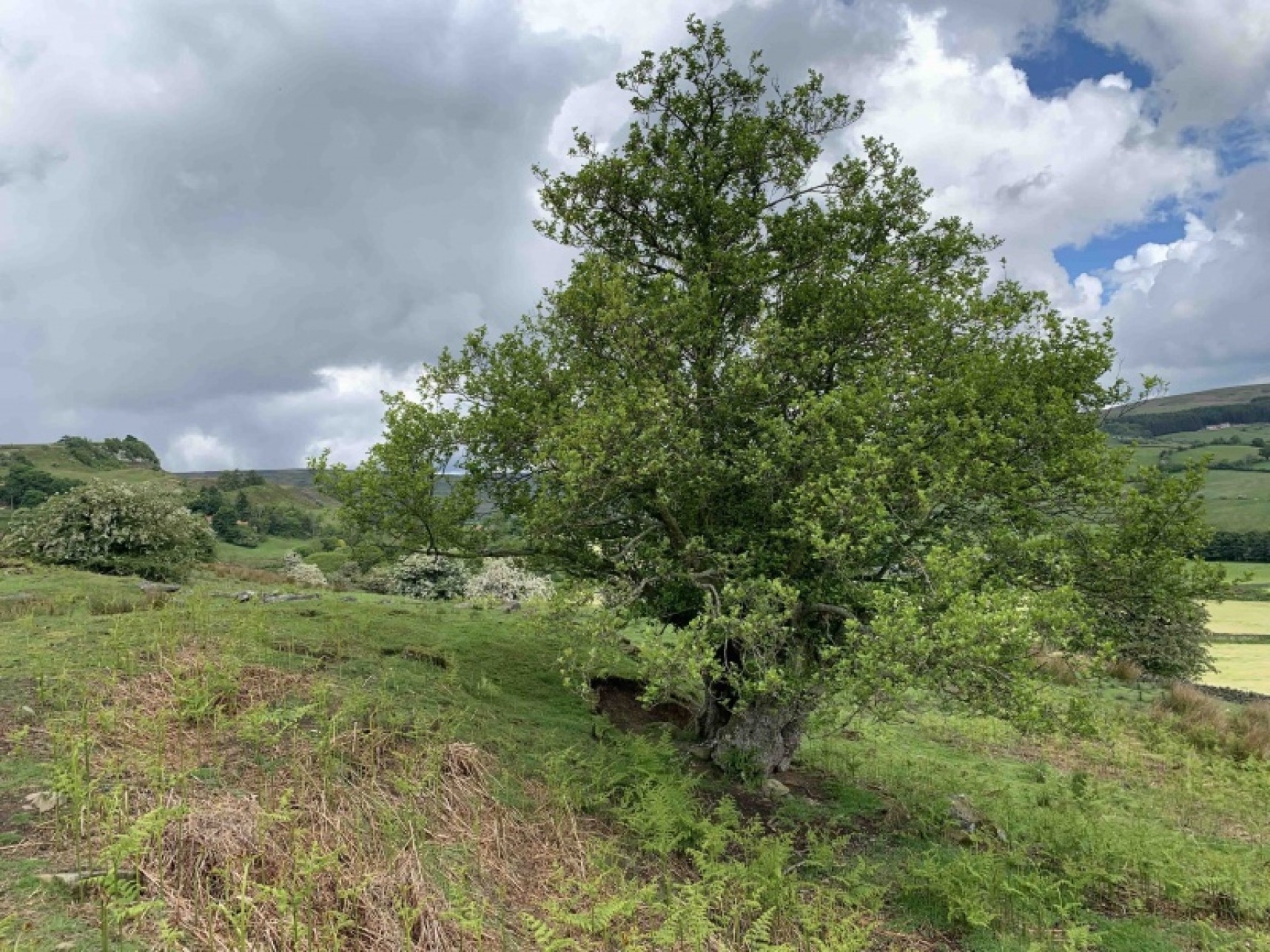 Very Old Trees Above Rosedale Abbey - Yorkshire Coast Nature