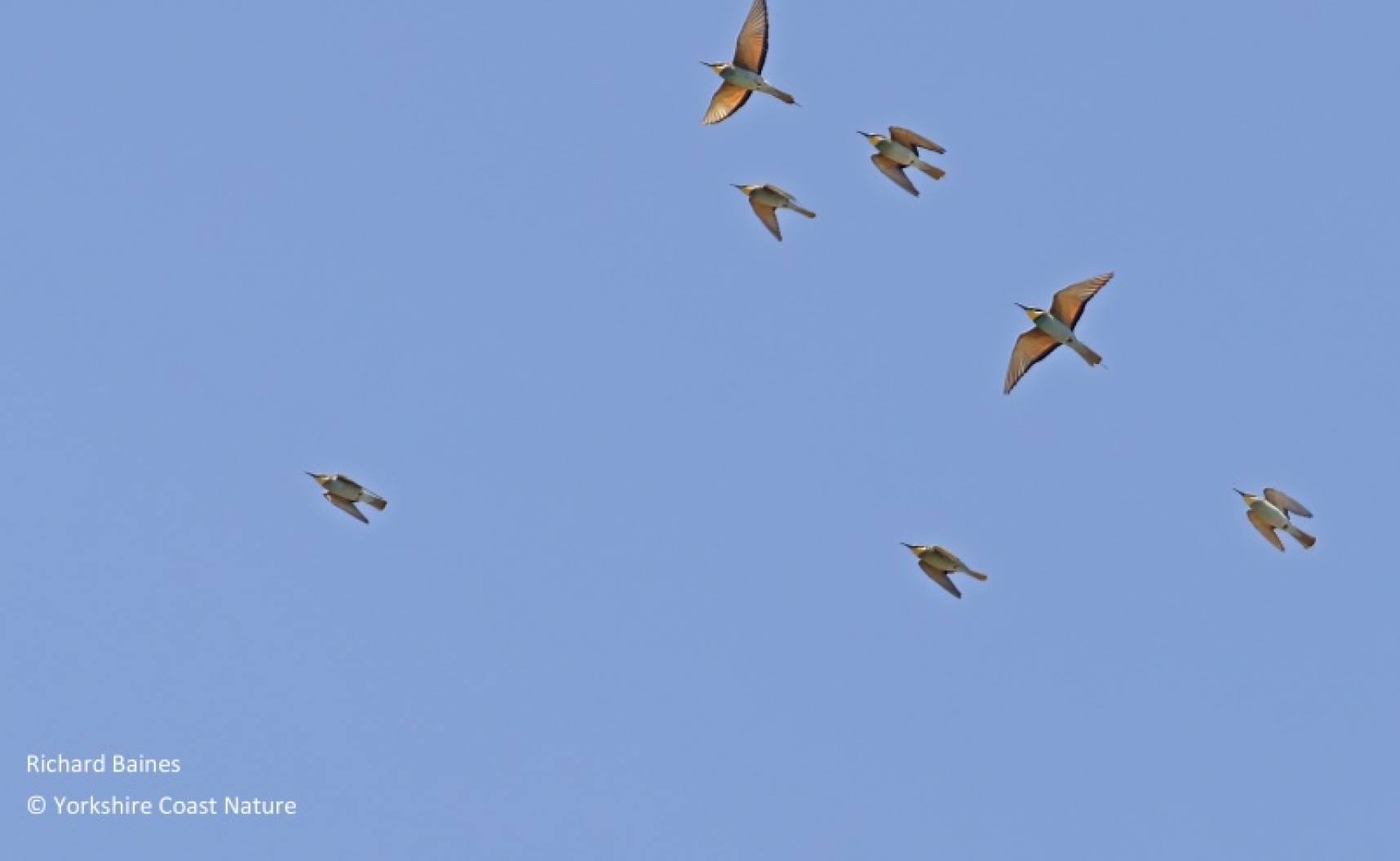 Tarifa Raptor Migration Spectacular Aug 2022 Part I - Yorkshire Coast ...