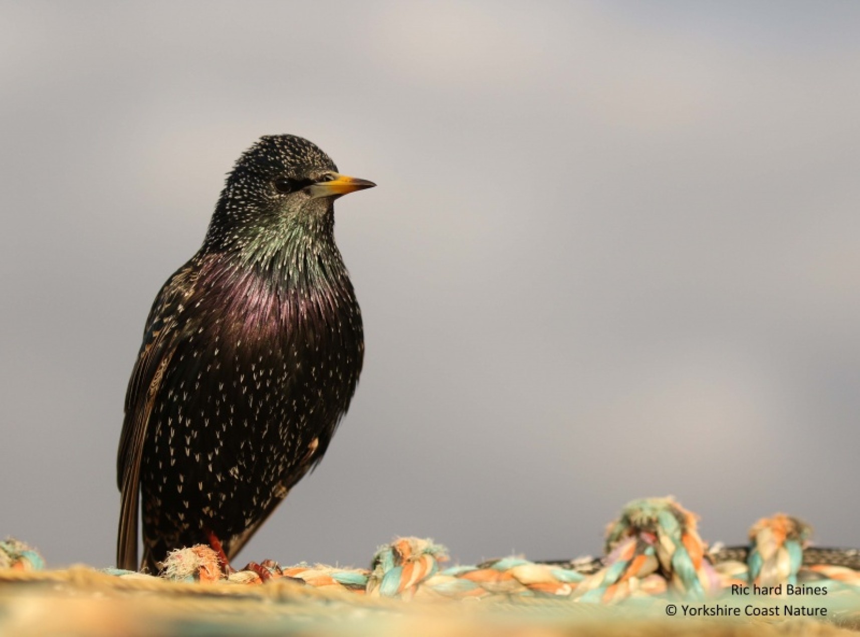 Where To See Starling Murmurations Near York - Yorkshire Coast Nature