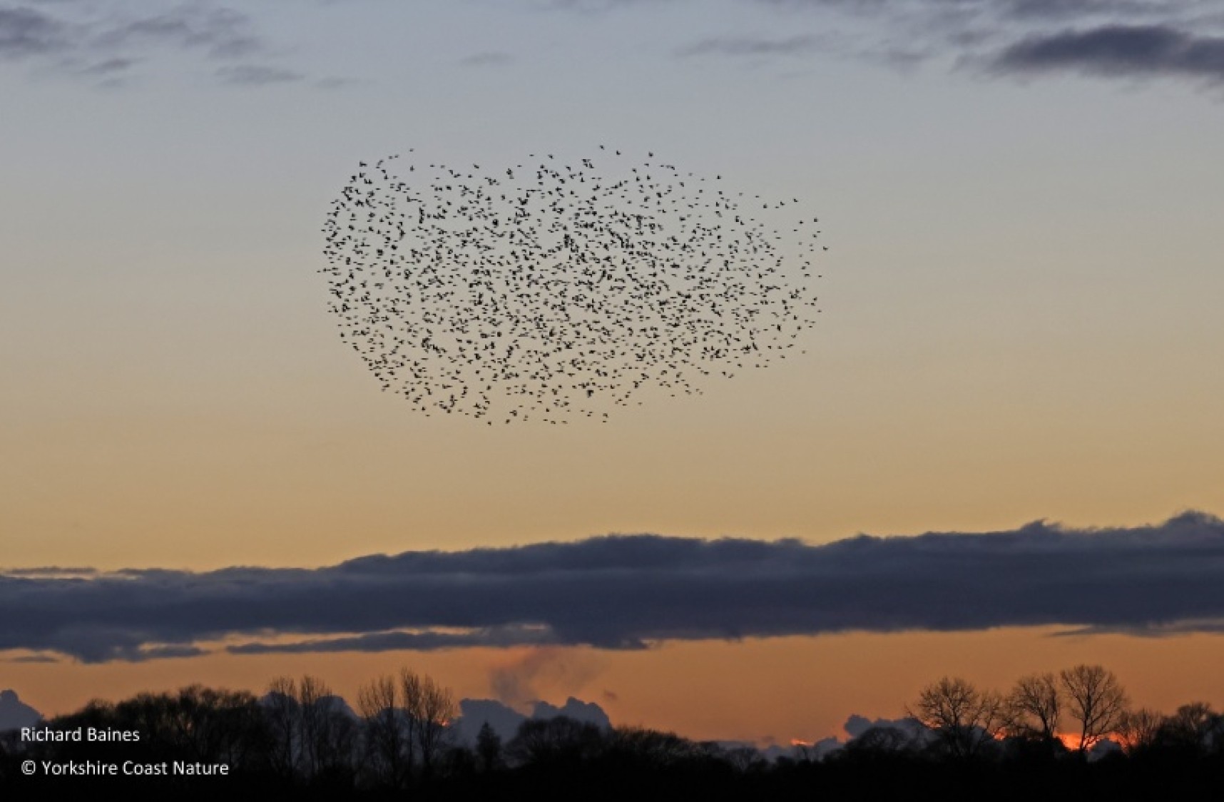 Where To See Starling Murmurations Near York - Yorkshire Coast Nature