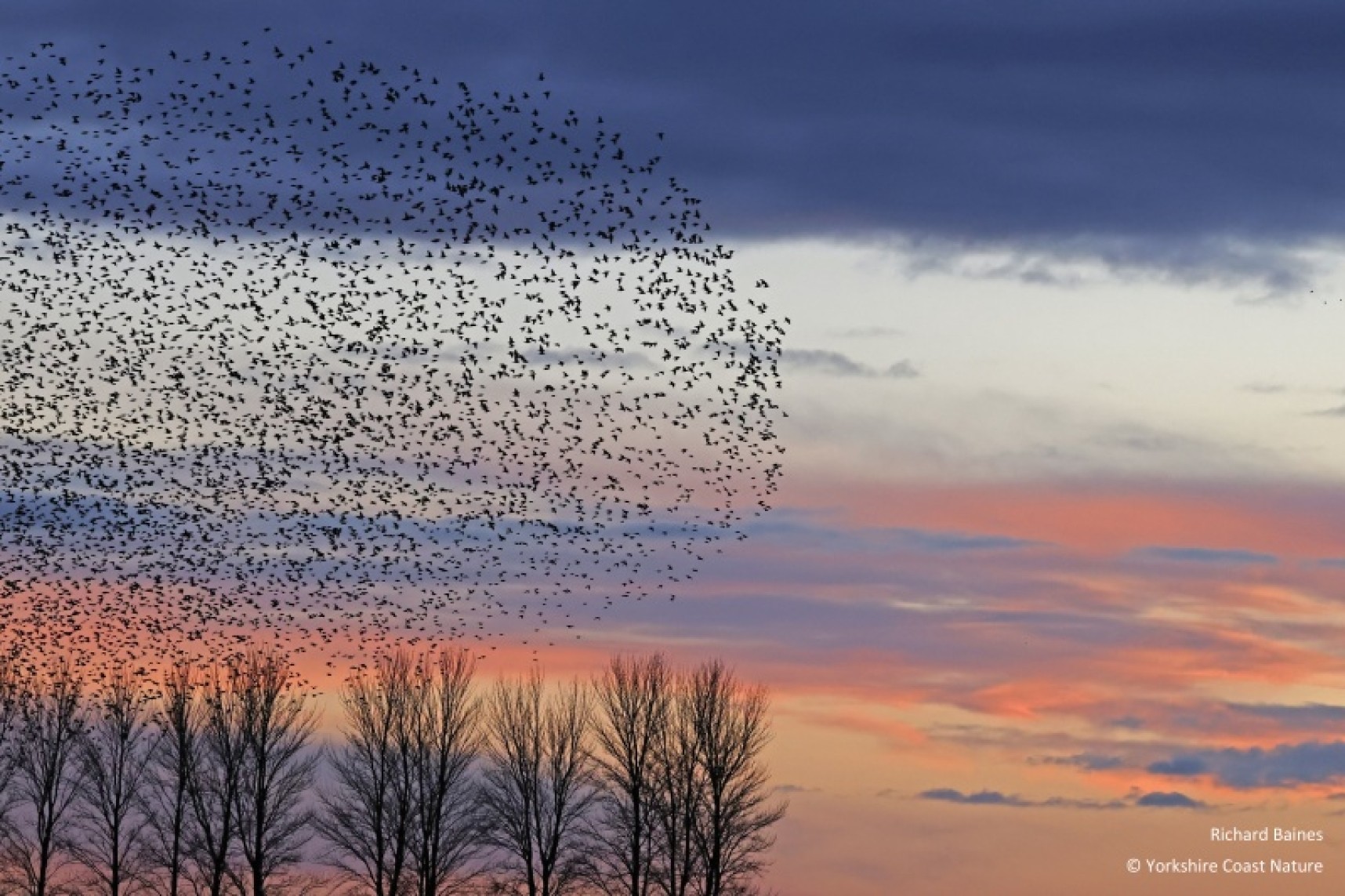 Where To See Starling Murmurations Near York - Yorkshire Coast Nature