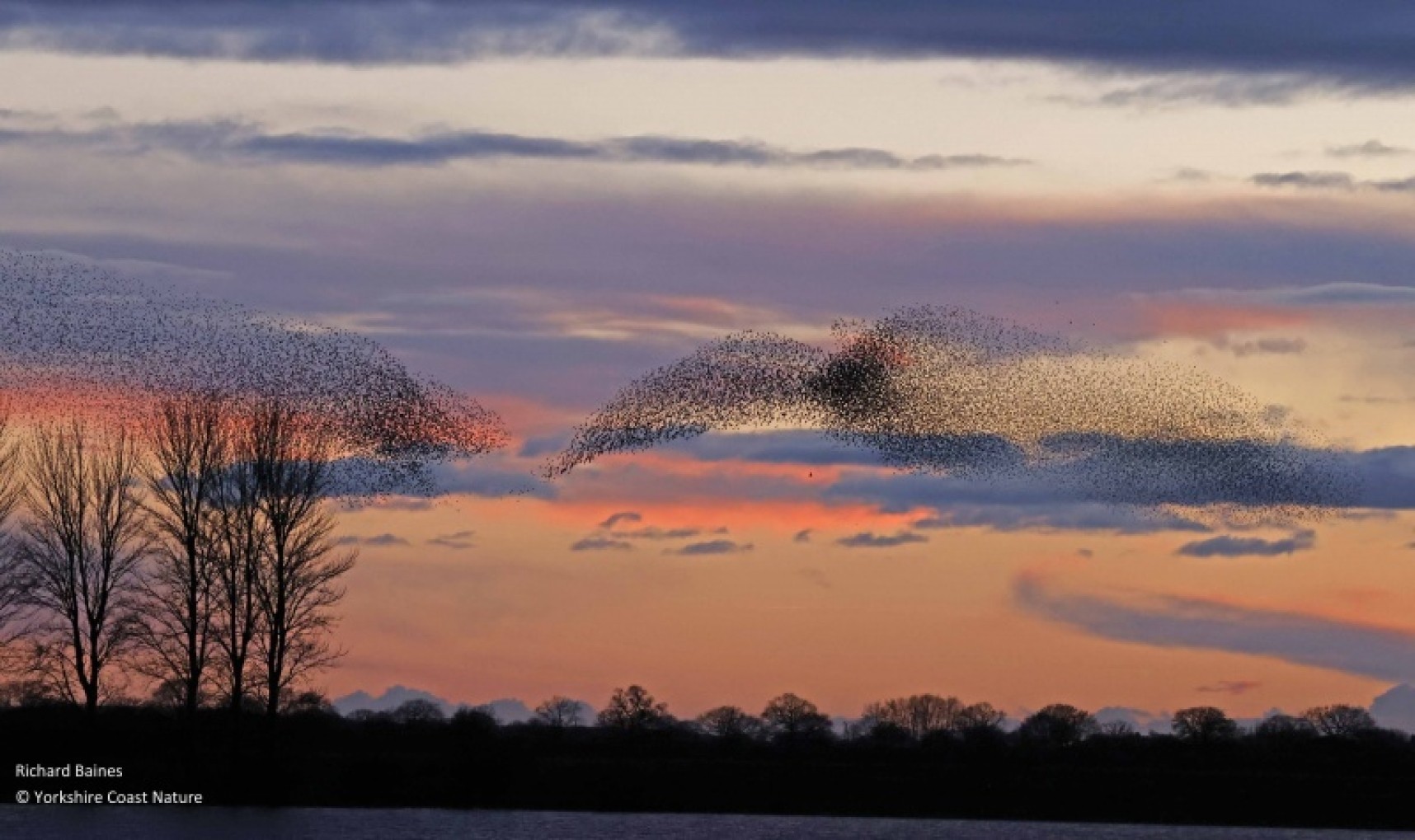 Where To See Starling Murmurations Near York - Yorkshire Coast Nature