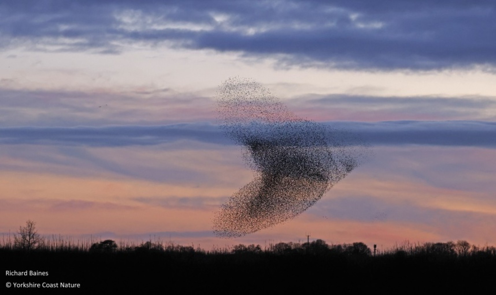 Where To See Starling Murmurations Near York - Yorkshire Coast Nature