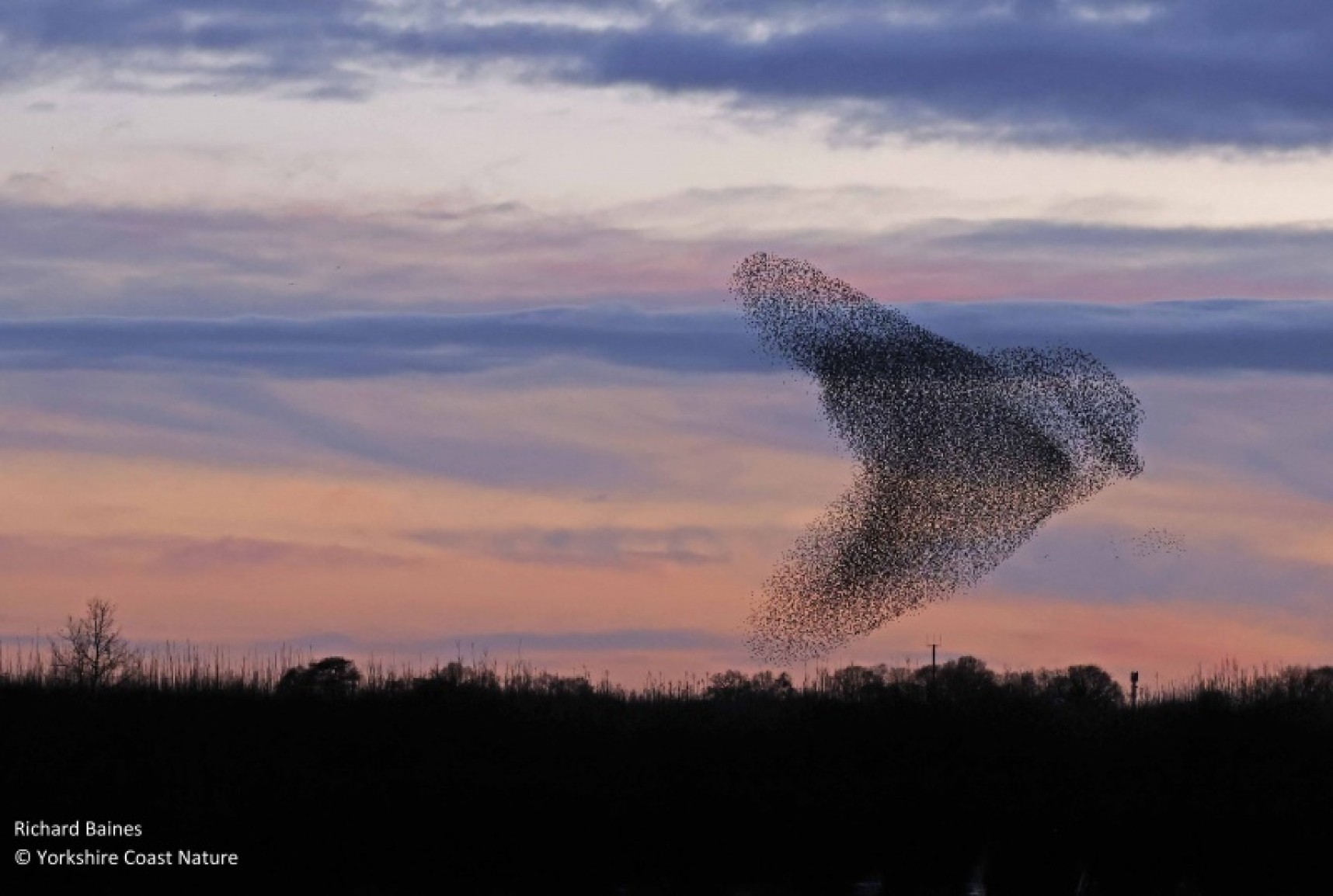 Where To See Starling Murmurations Near York - Yorkshire Coast Nature