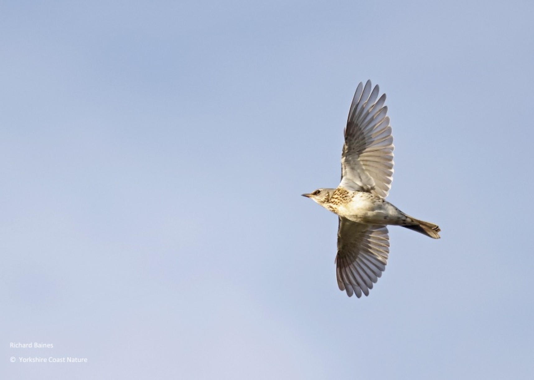 Fieldfares In April - Yorkshire Coast Nature