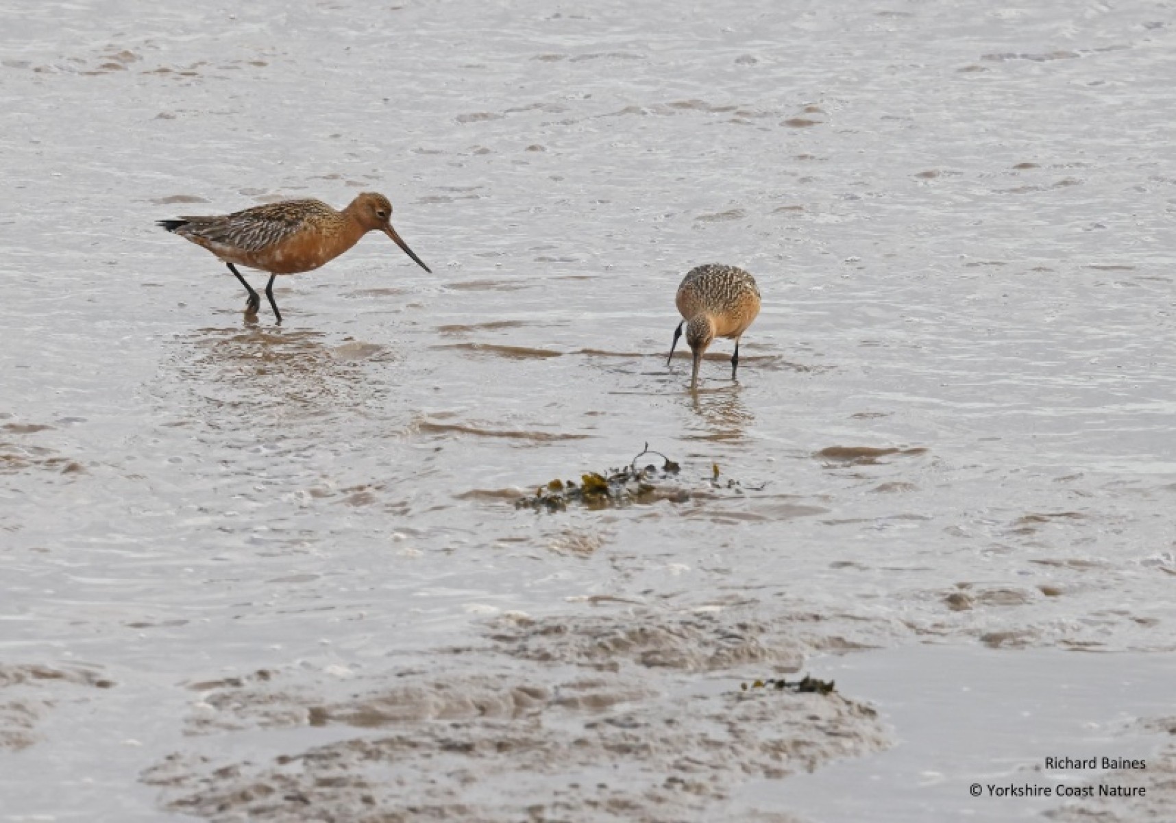 Godwits Shine In Spring - Yorkshire Coast Nature