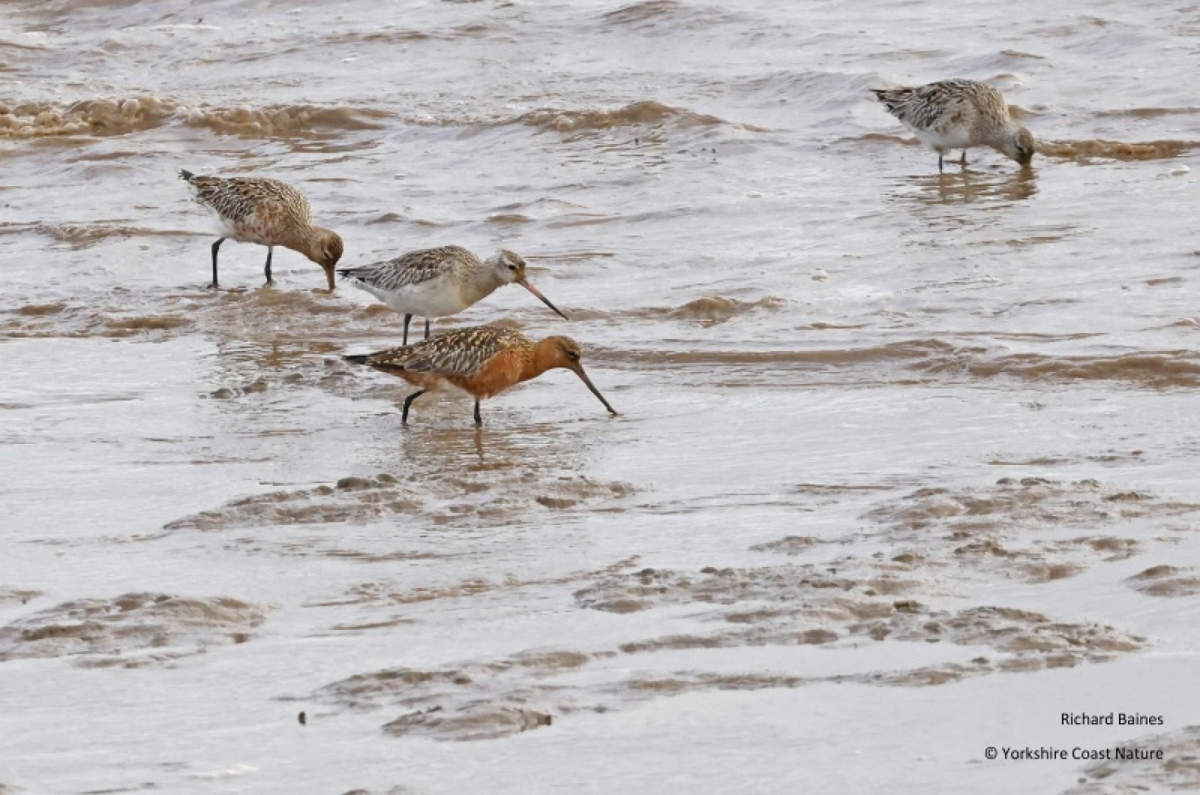 Godwits Shine In Spring - Yorkshire Coast Nature