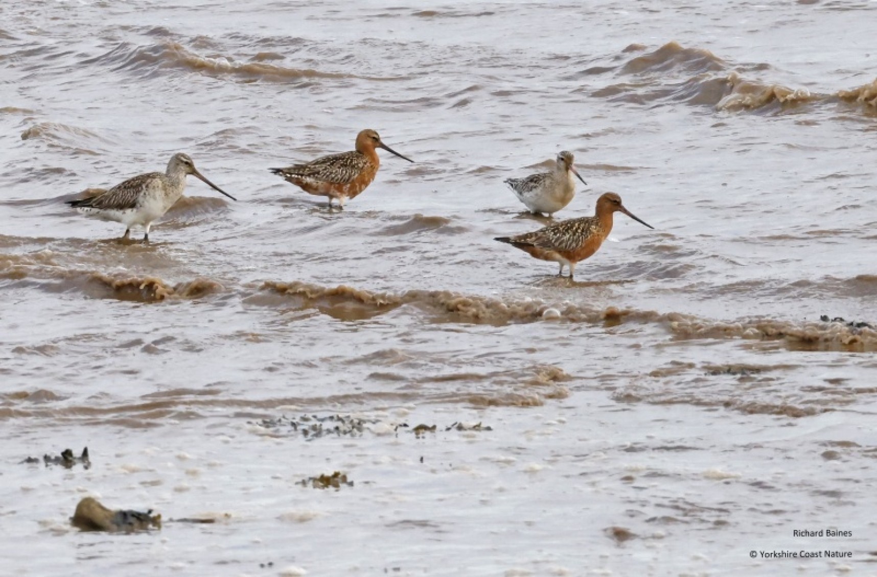 Godwits Shine In Spring - Yorkshire Coast Nature