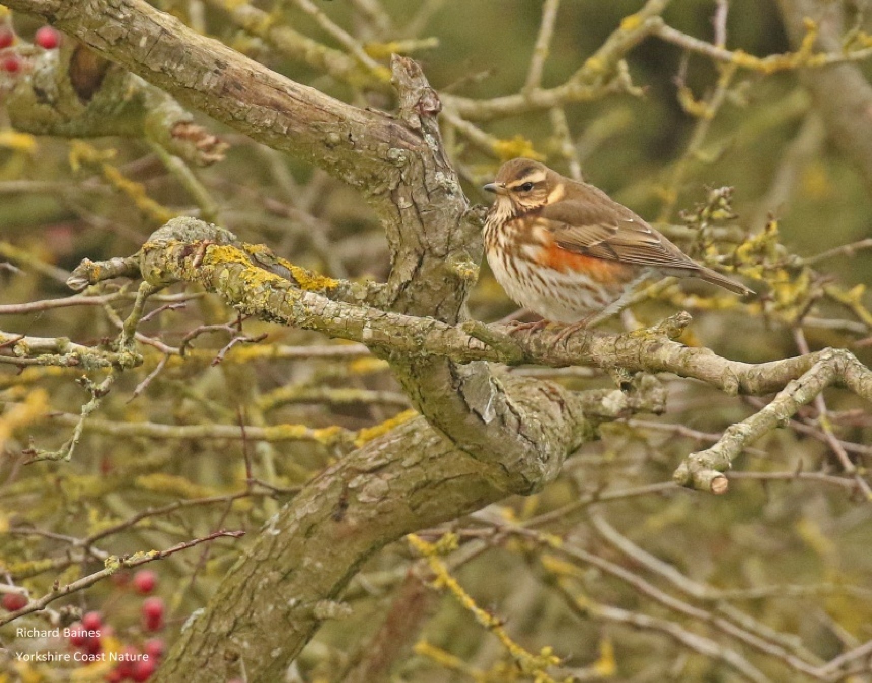 Birding The Cleveland Way - Yorkshire Coast Nature