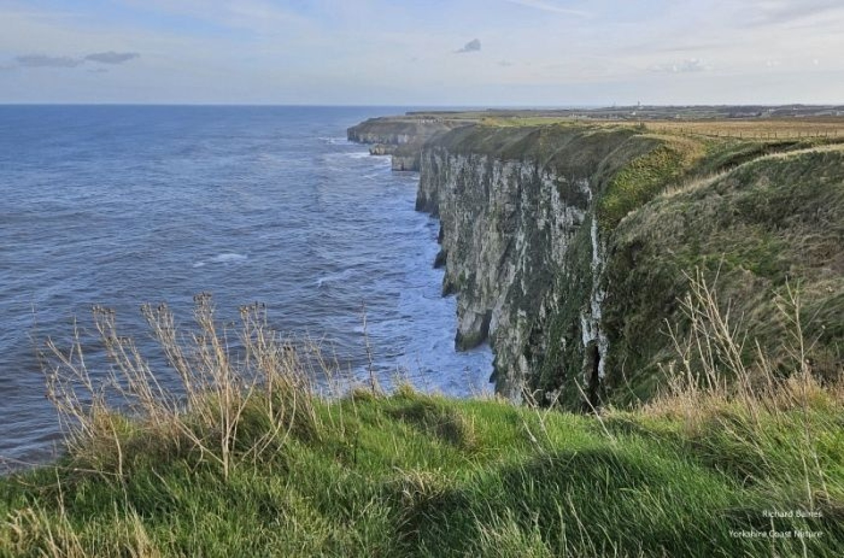 Fulmars And Winter Songbirds - A Walk On The Great White Cape ...