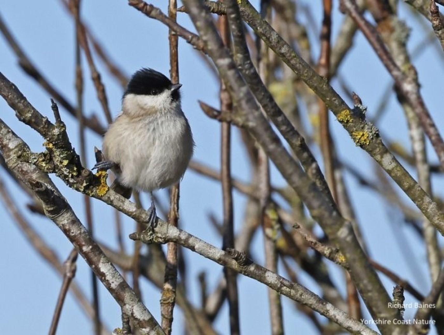 Birding The Cleveland Way – Cold Kirby To Kepwick - Yorkshire Coast Nature