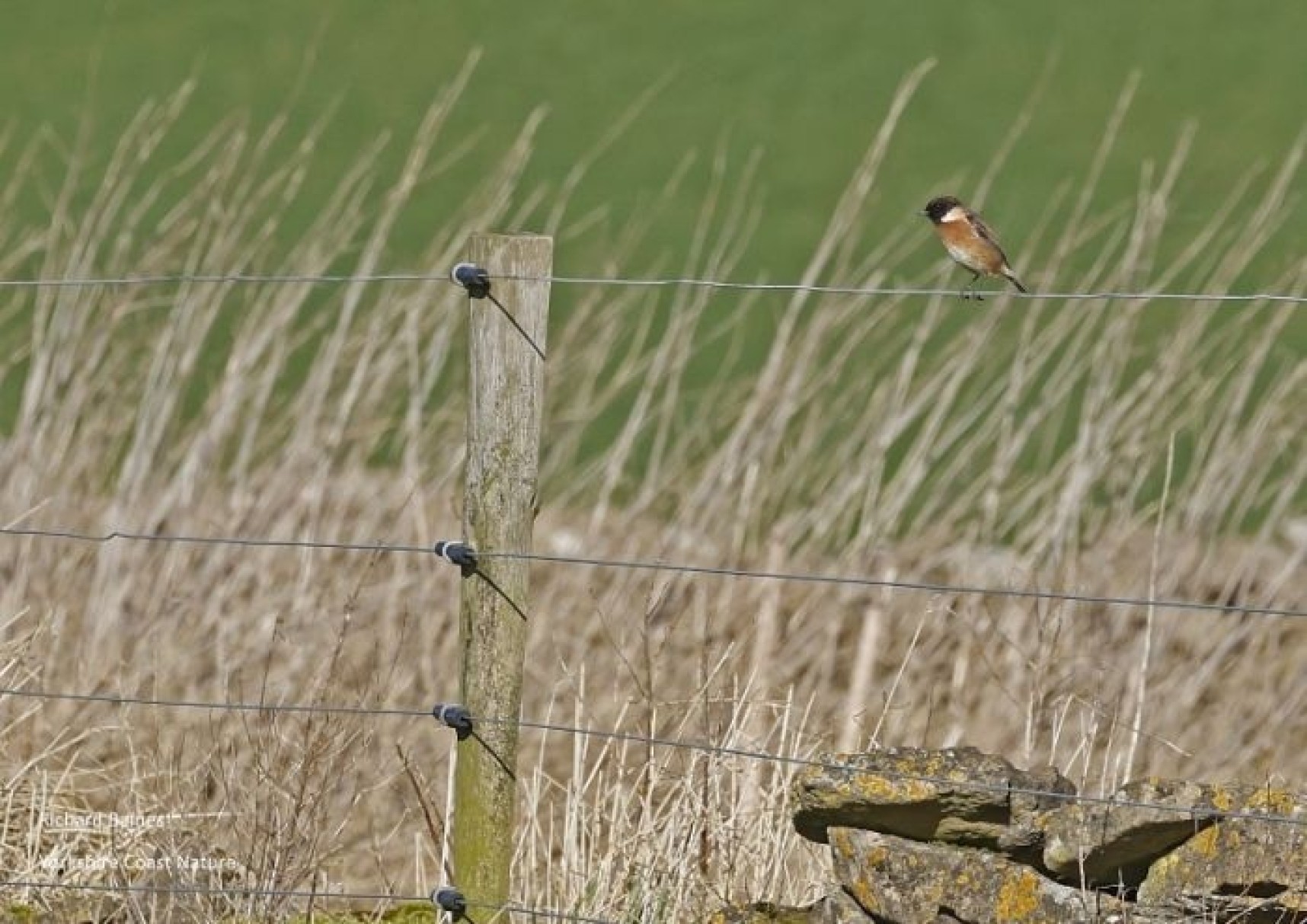 Birding The Cleveland Way – Cold Kirby To Kepwick - Yorkshire Coast Nature