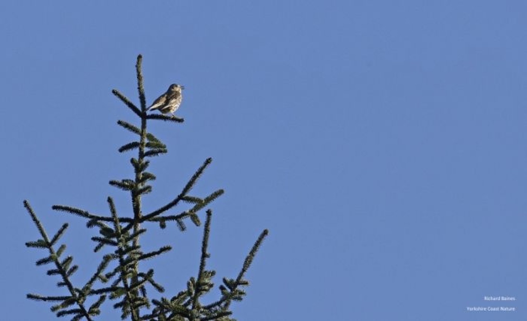 Birding The Cleveland Way – Cold Kirby To Kepwick - Yorkshire Coast Nature