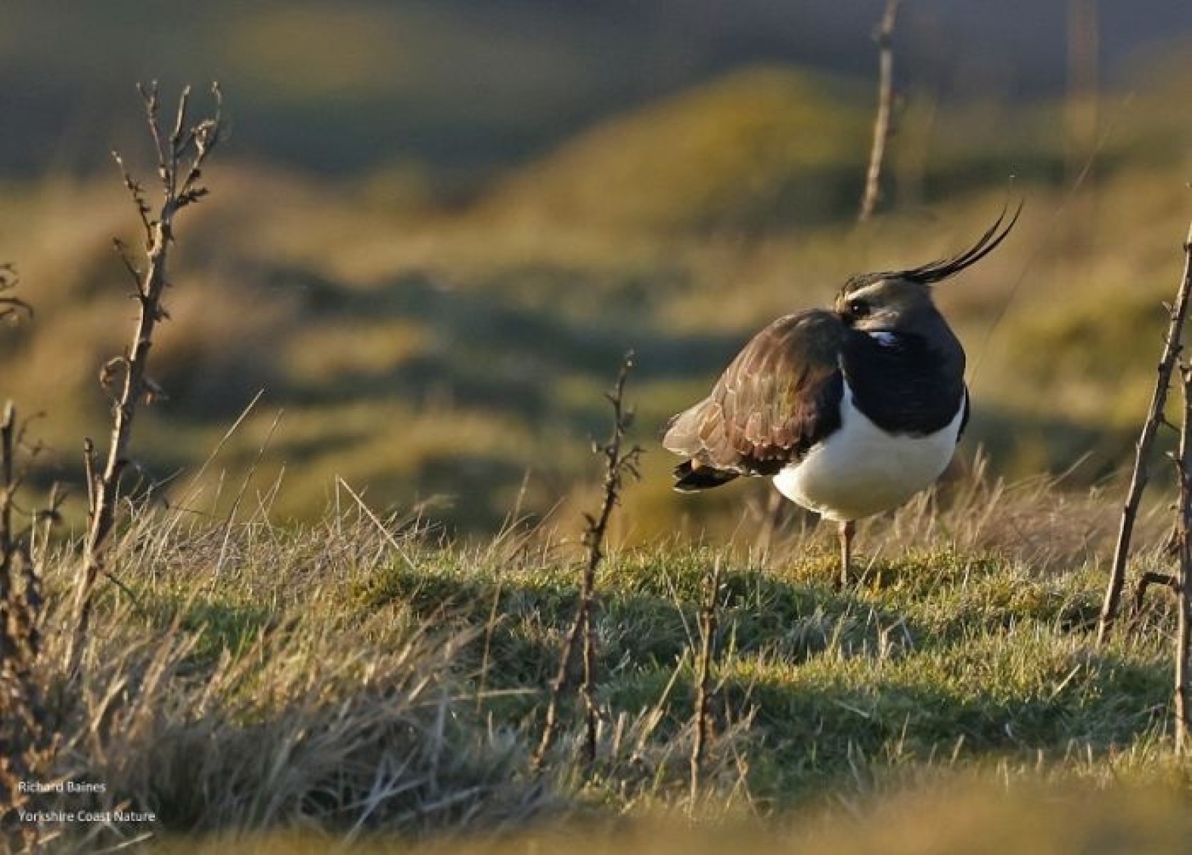 Birding The Cleveland Way – Cold Kirby To Kepwick - Yorkshire Coast Nature