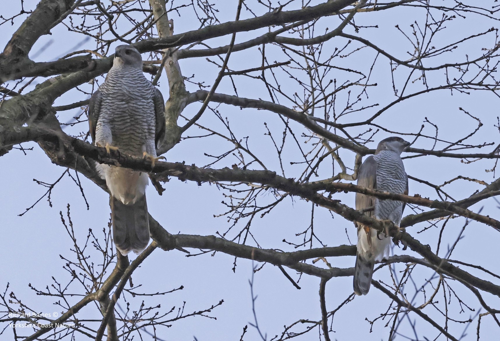 High Rise Habicht. The Goshawks Of Berlin Part II - March 2024 ...