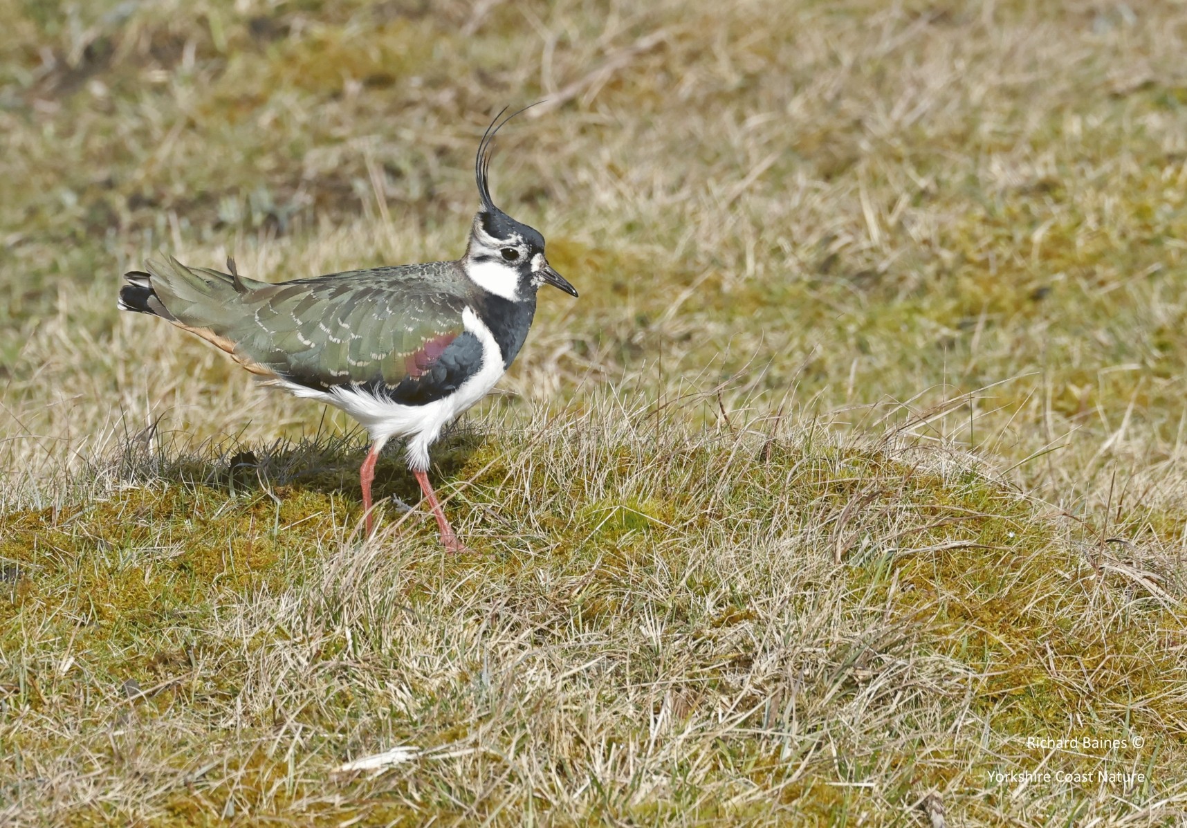 Birding The Cleveland Way – Kepwick To Osmotherley - Yorkshire Coast Nature